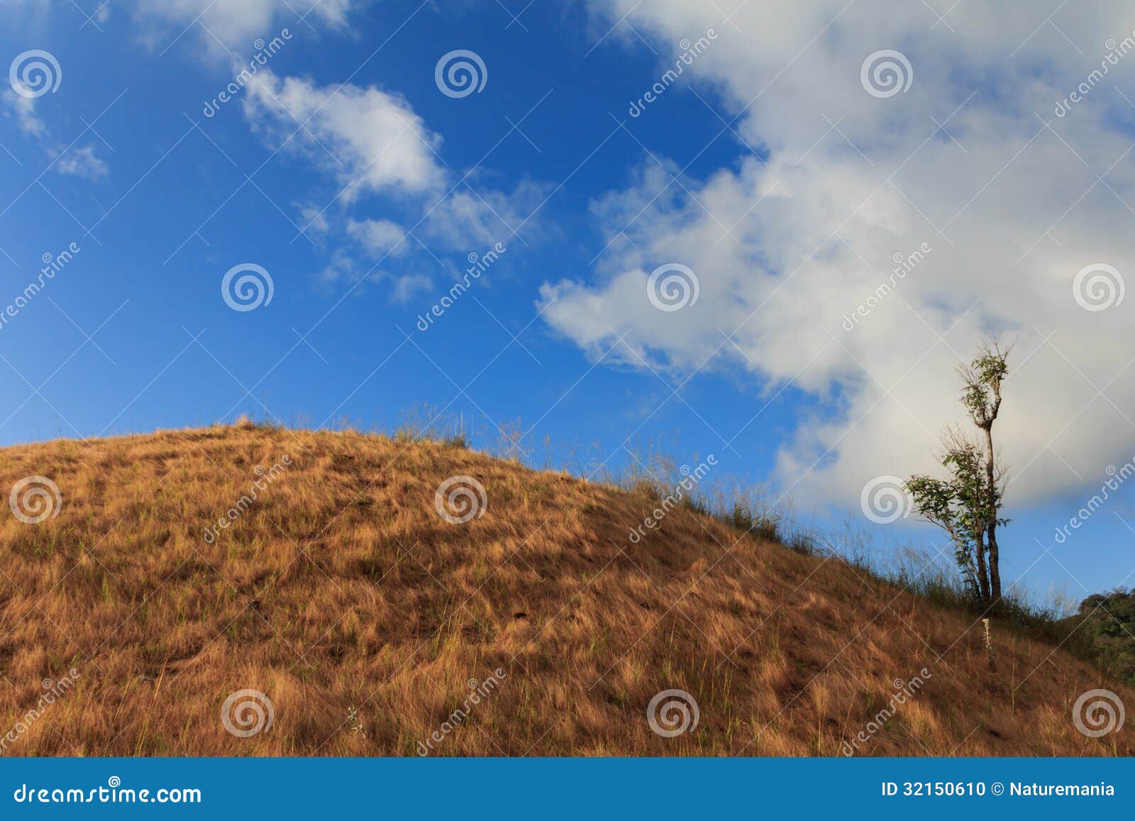 Mountain Grass stock photo. Image of high, field, gray - 32150610