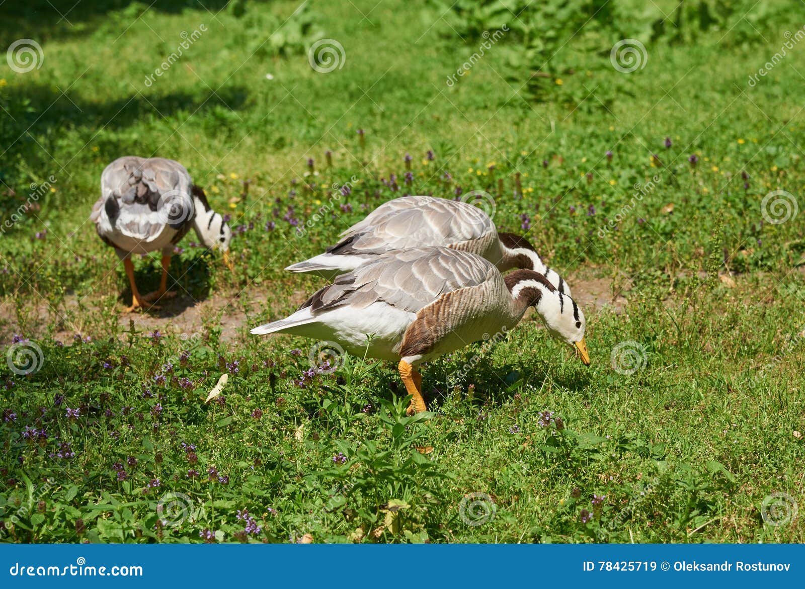 Mountain grazing geese stock image. Image of brown, colorful - 78425719