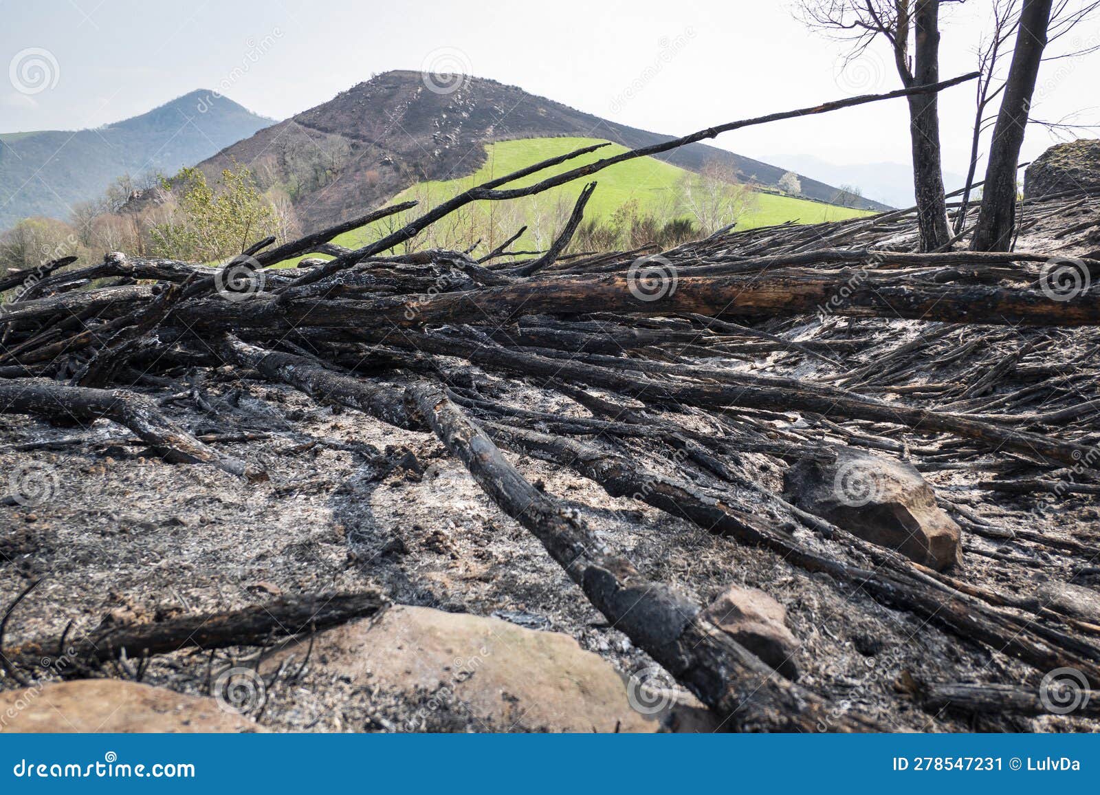 The Burning Sticks of the Forest Fire Stock Image - Image of coast ...