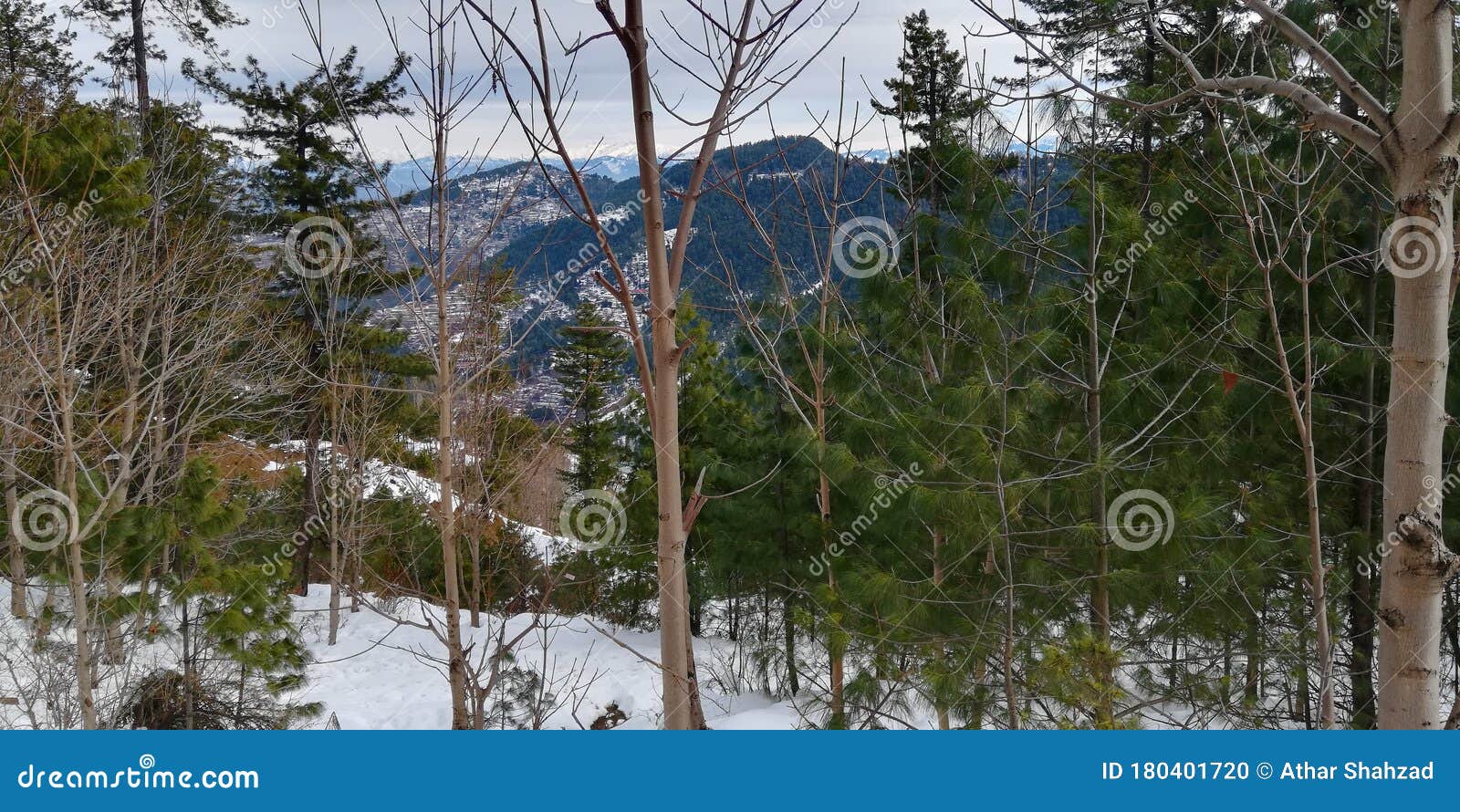 Mountain green tree stock photo. Image of branch, leaf - 180401720