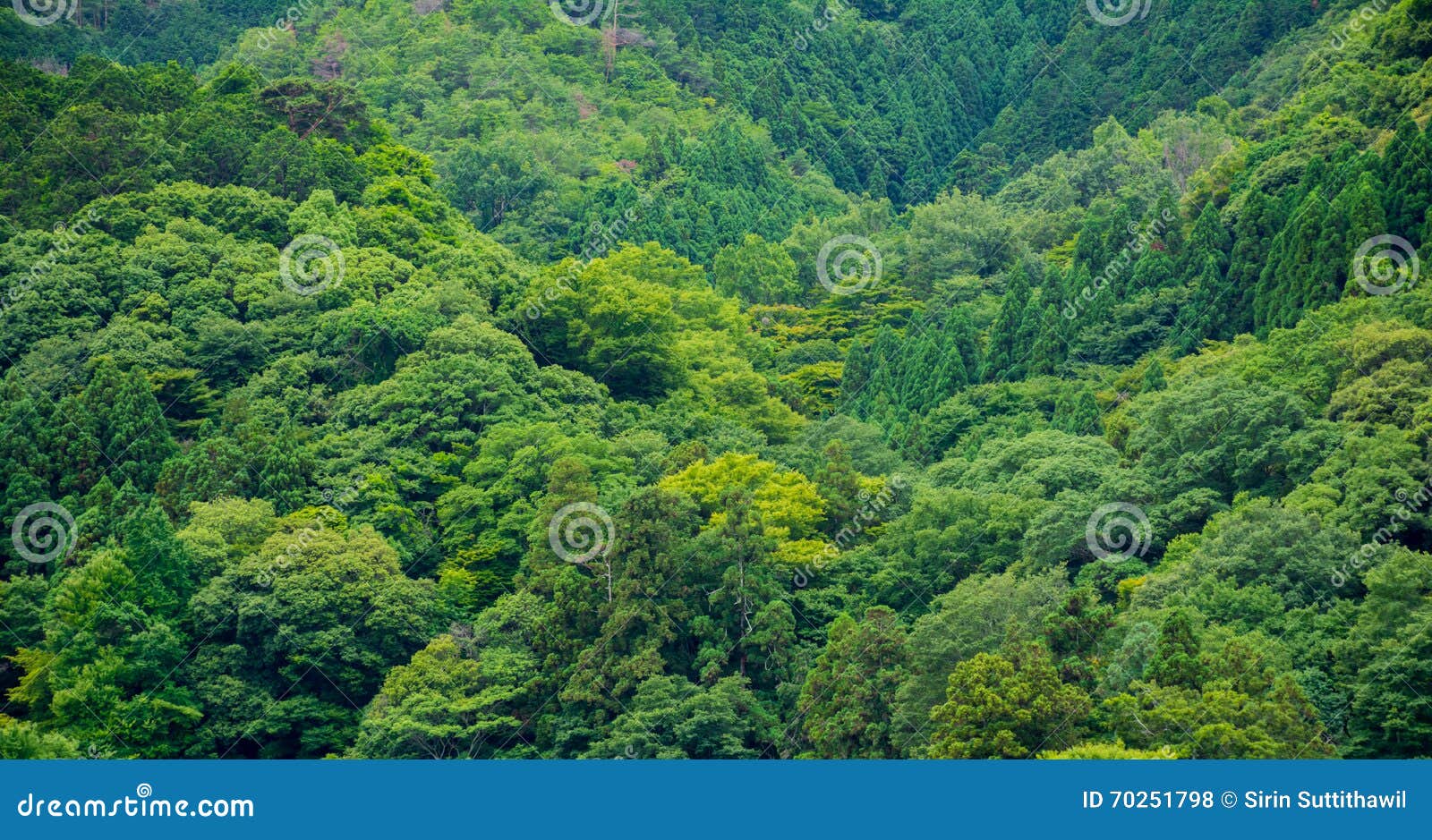 Mountain Green Tree Forest Deep Jungle. Stock Photo - Image of ...