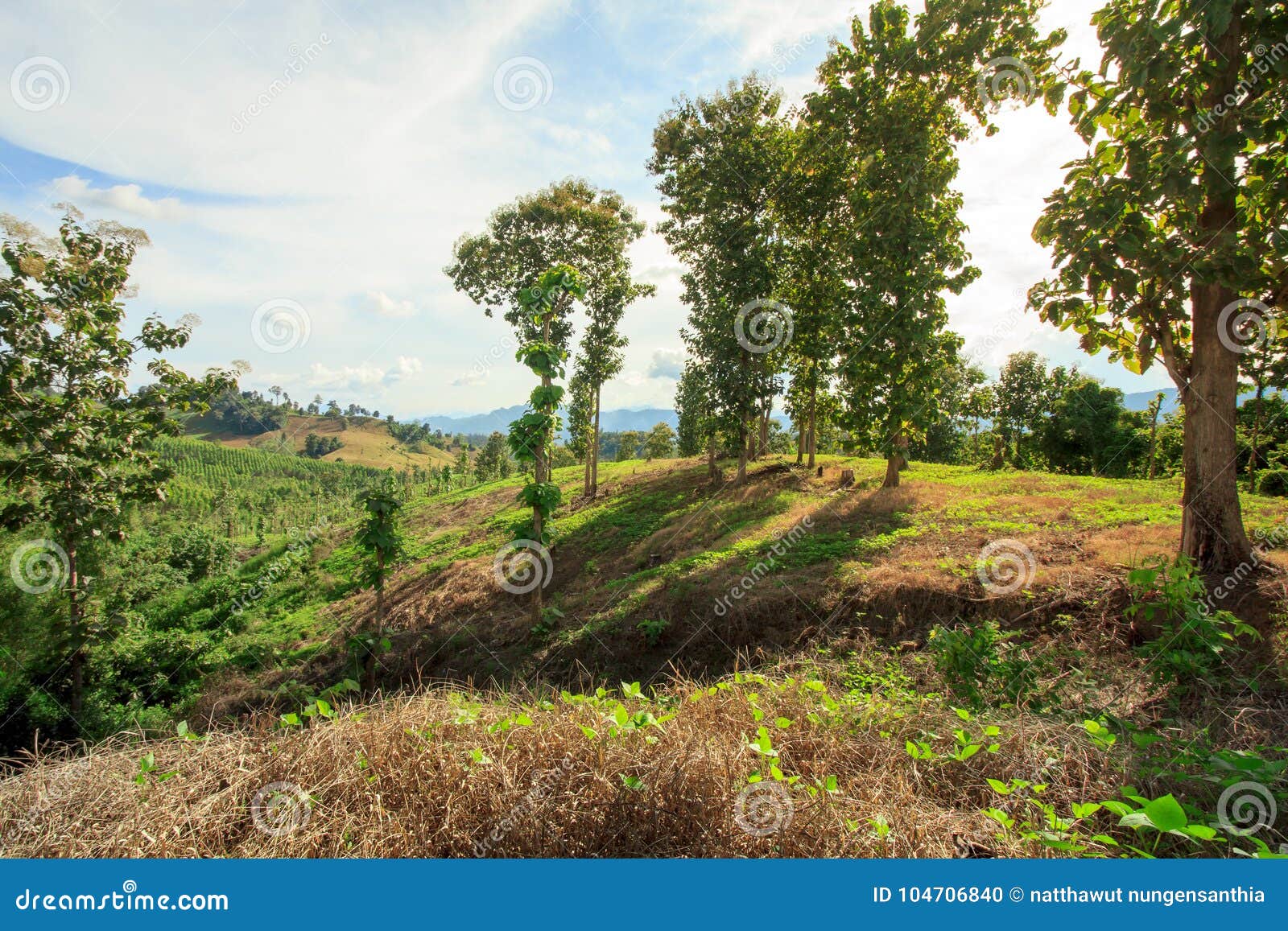 Mountain and Green Tree View,Mountain with Gold Teak Stock Photo ...