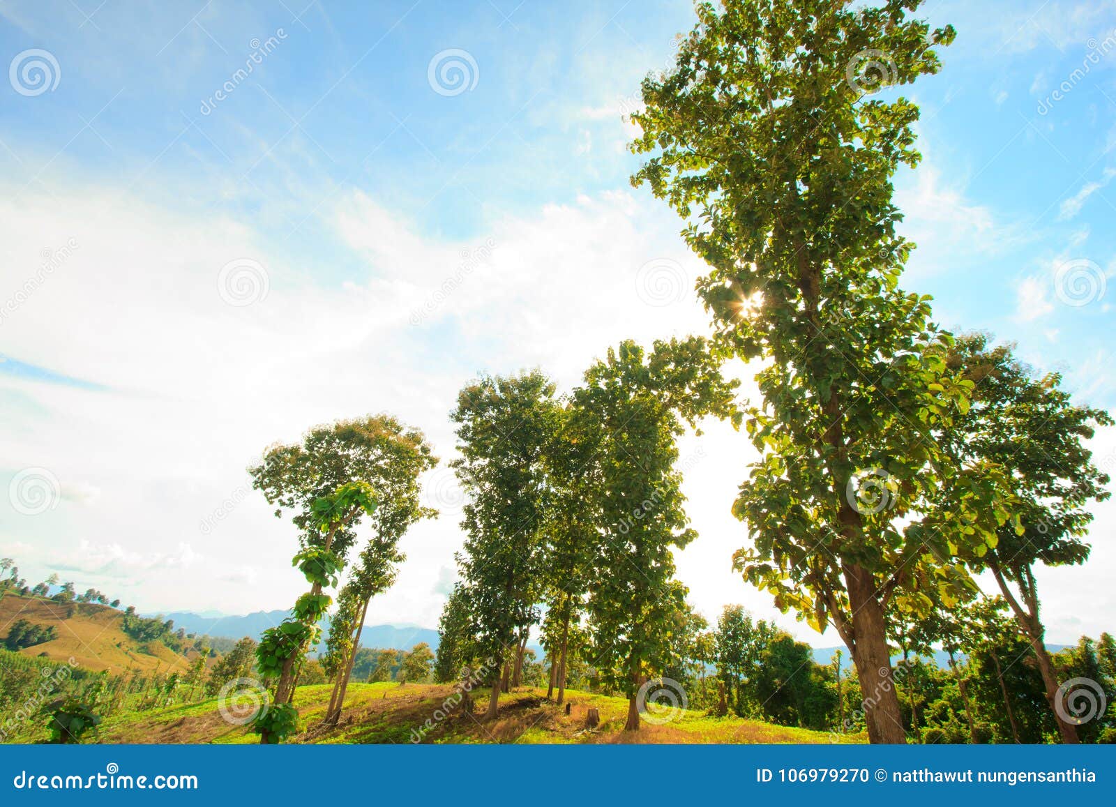 Gold Teak Wood (Tectona Grandis L.f.) Texture. Royalty-Free Stock Photo ...