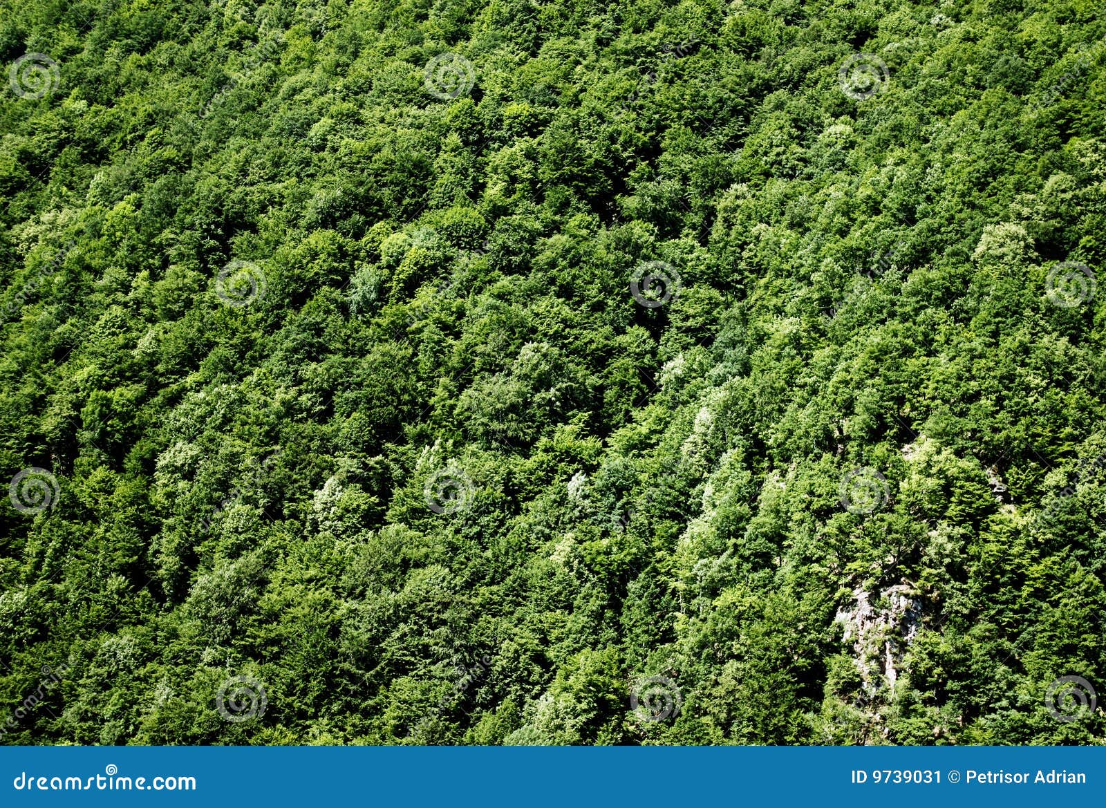 Mountain Greet Forest Texture Background Stock Image - Image: 9739031