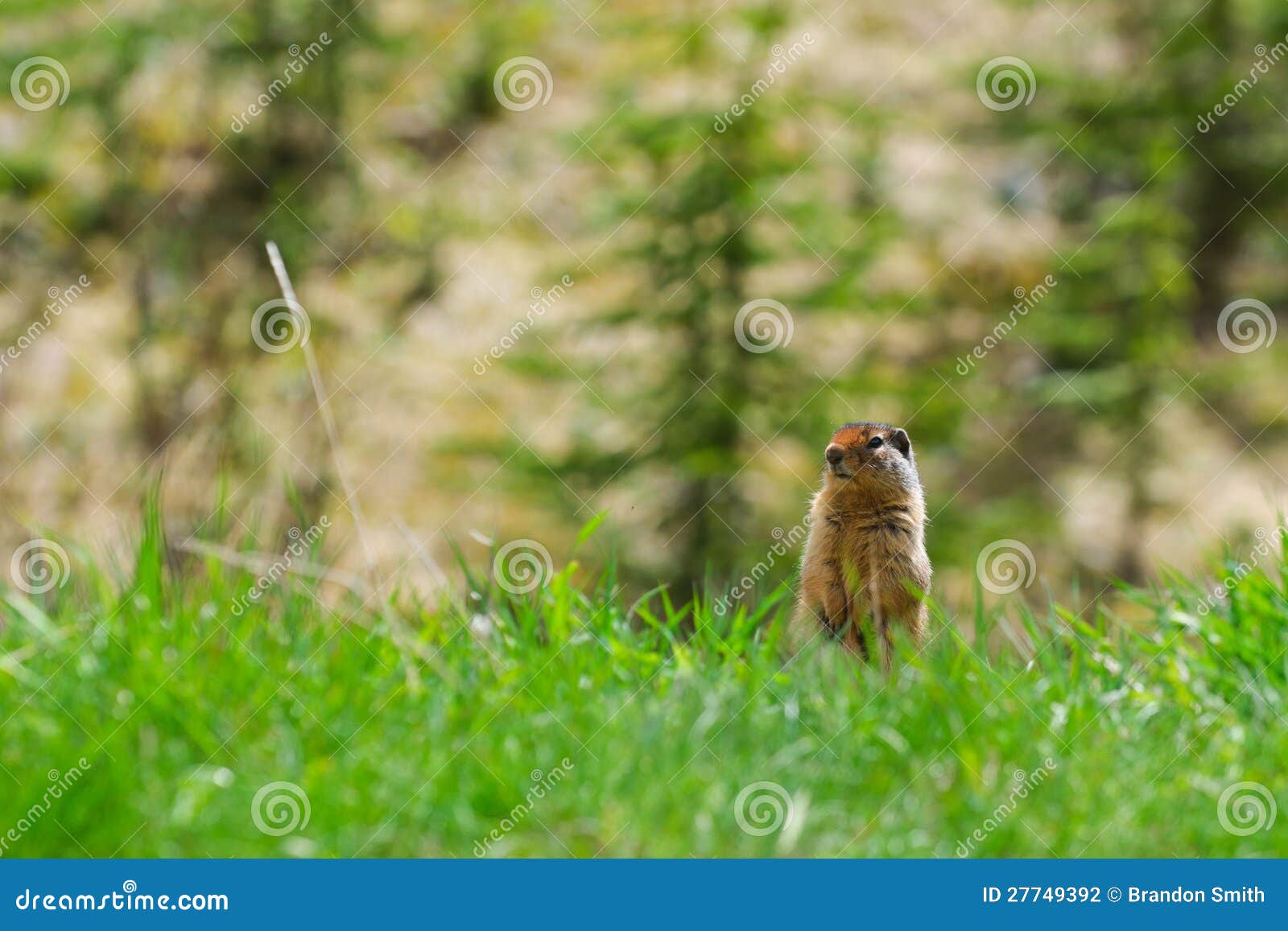 Mountain Ground Squirrel stock photo. Image of society - 27749392
