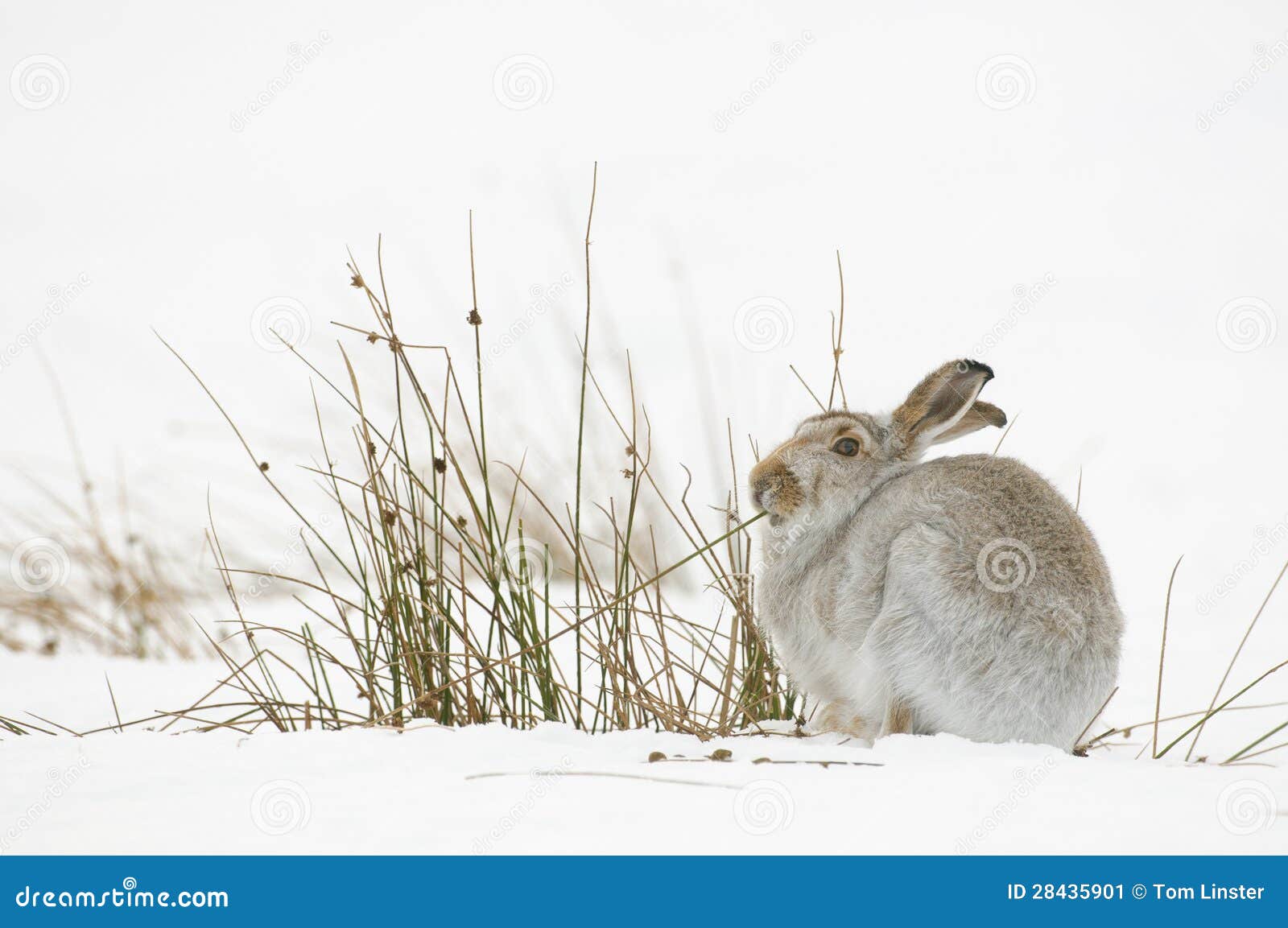 Mountain Hare, Lepus Timidus, Close Up Portrait While Sitting, Laying ...