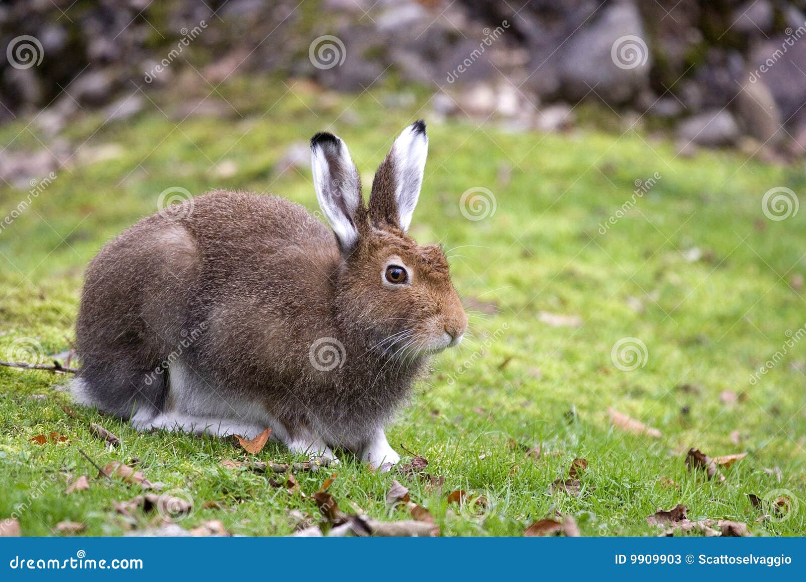 Mountain Hare stock image. Image of nature, natural, arctic - 9909903