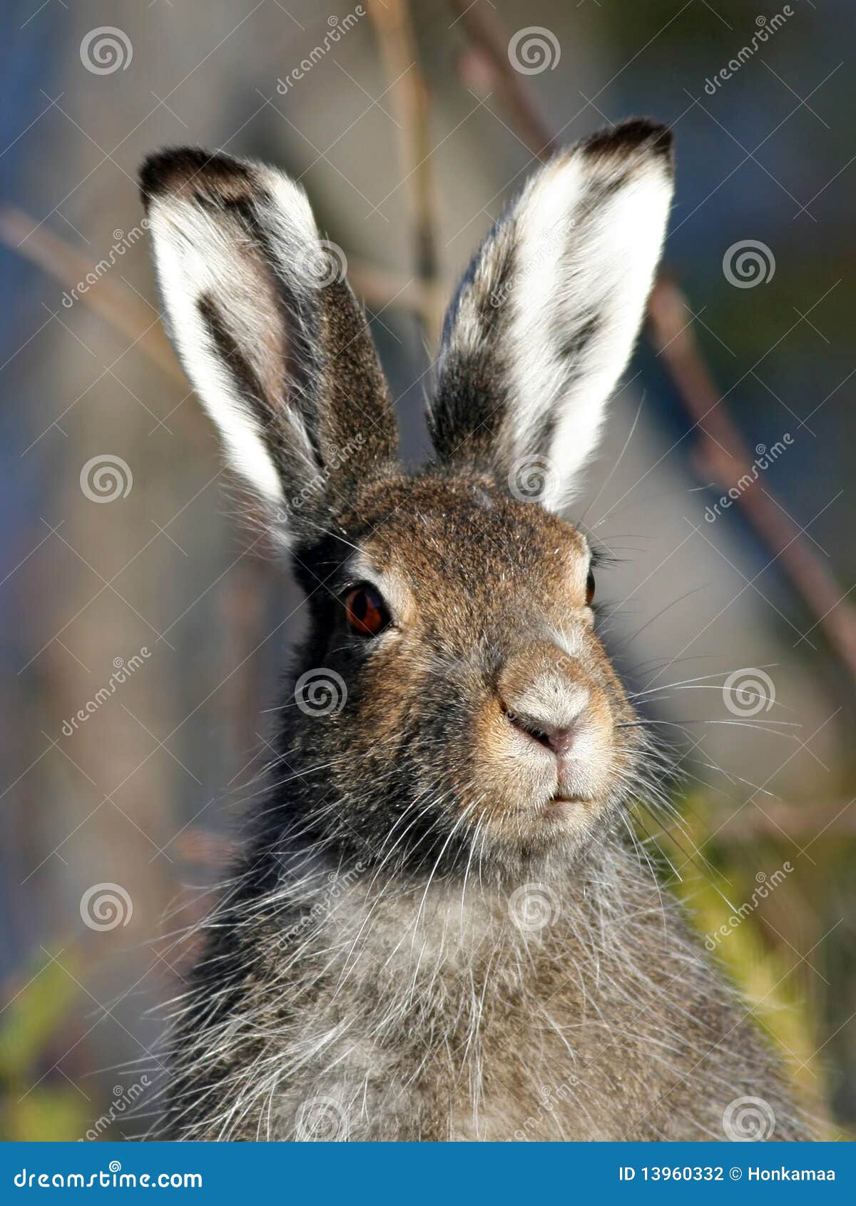 Mountain Hare (Lepus Timidus) Stock Photo - Image of rabbit, animal ...