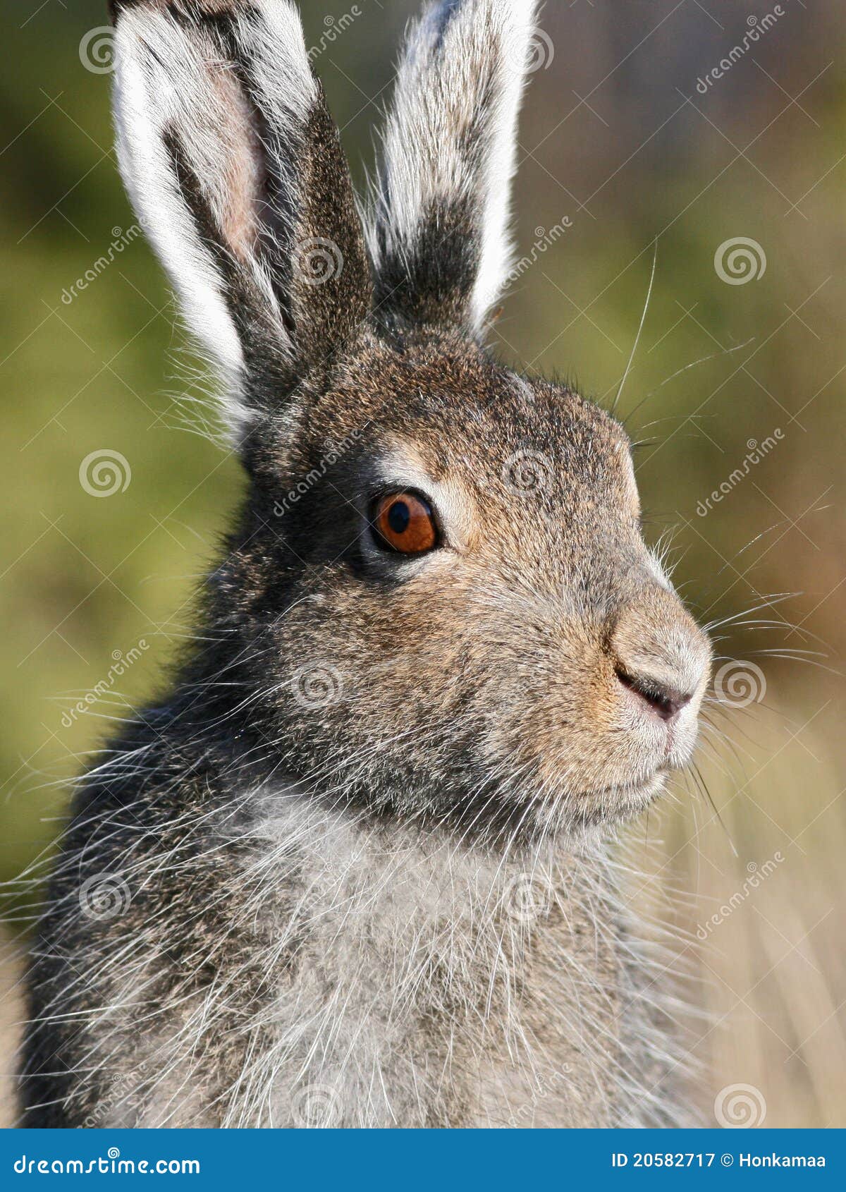 Mountain Hare, Lepus Timidus, Close Up Portrait While Sitting, Laying ...