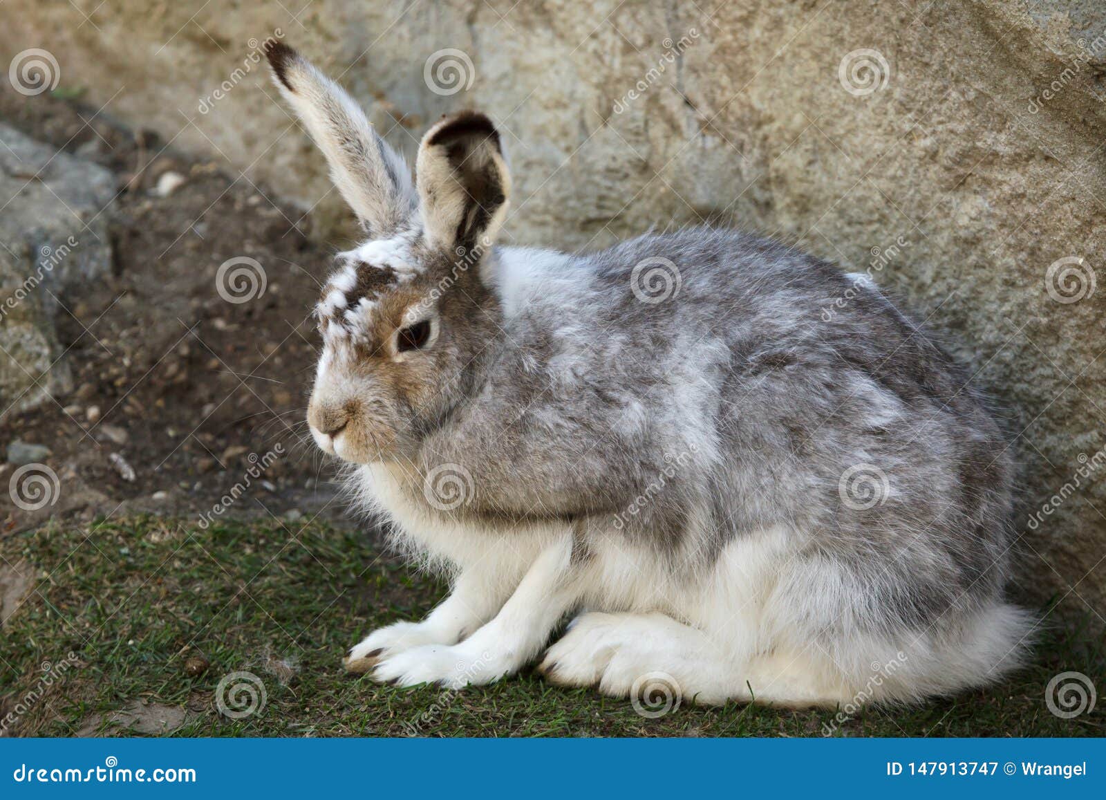 Mountain Hare Lepus Timidus Stock Image - Image of irish, hare: 147913747
