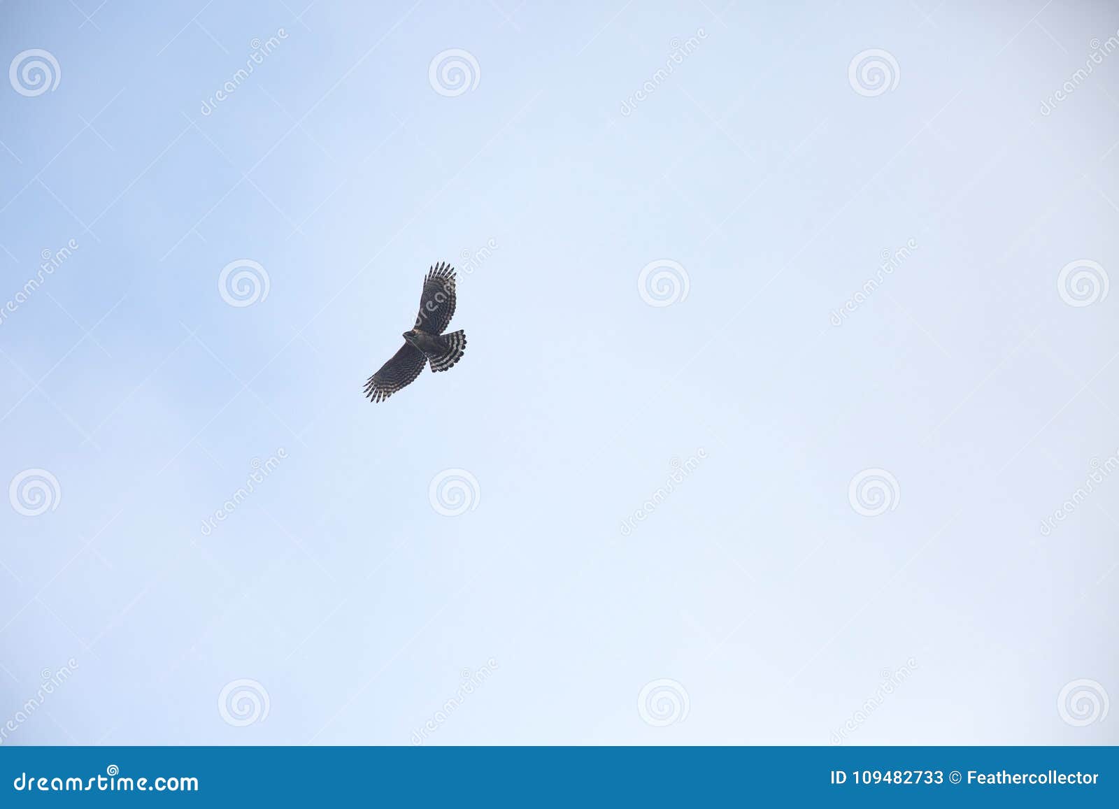 Mountain Hawk-eagle in Japan Stock Image - Image of nature, asia: 109482733