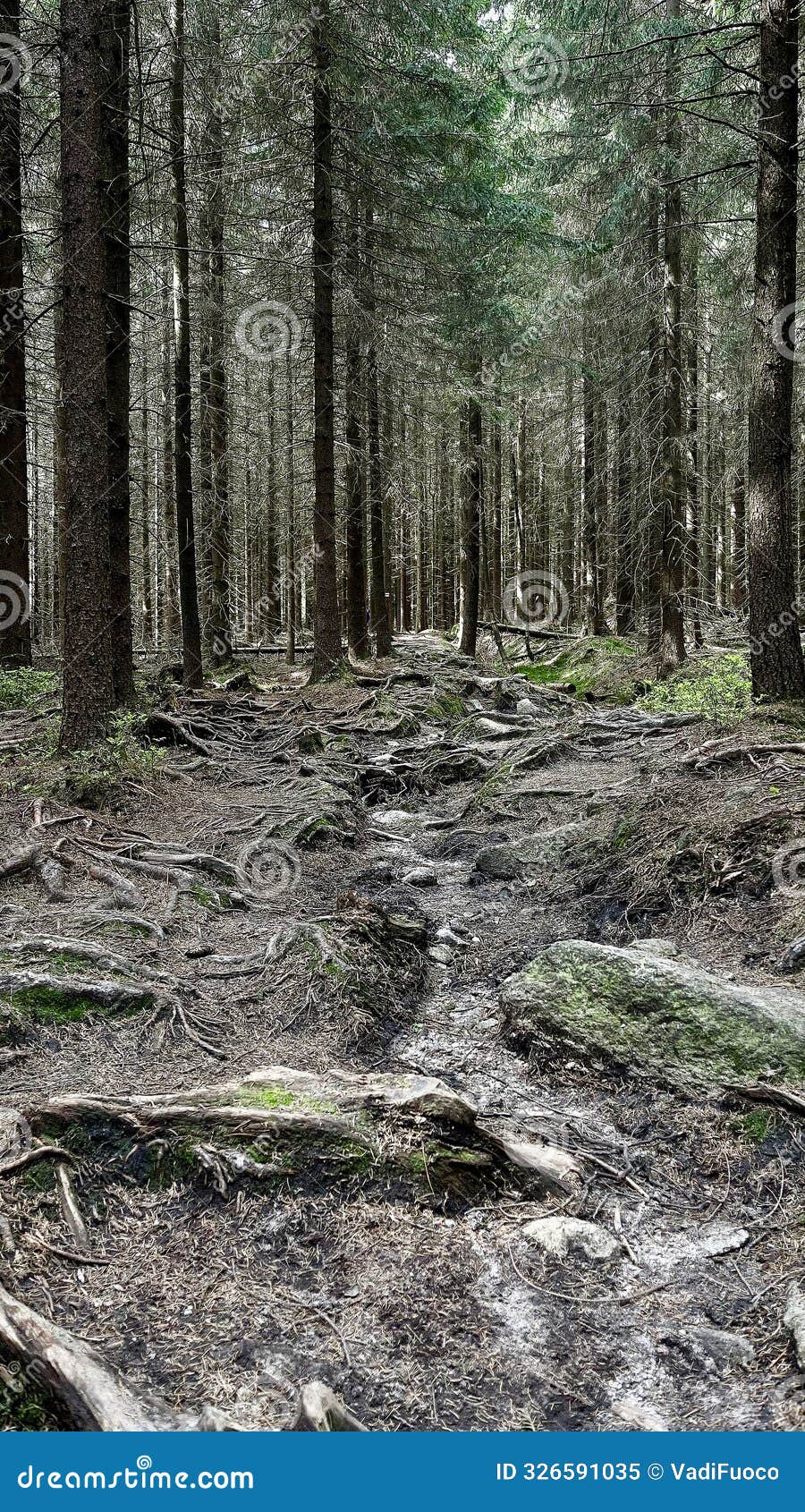 Mountain Hiking Trail Passing through Tree Roots in the Polish ...