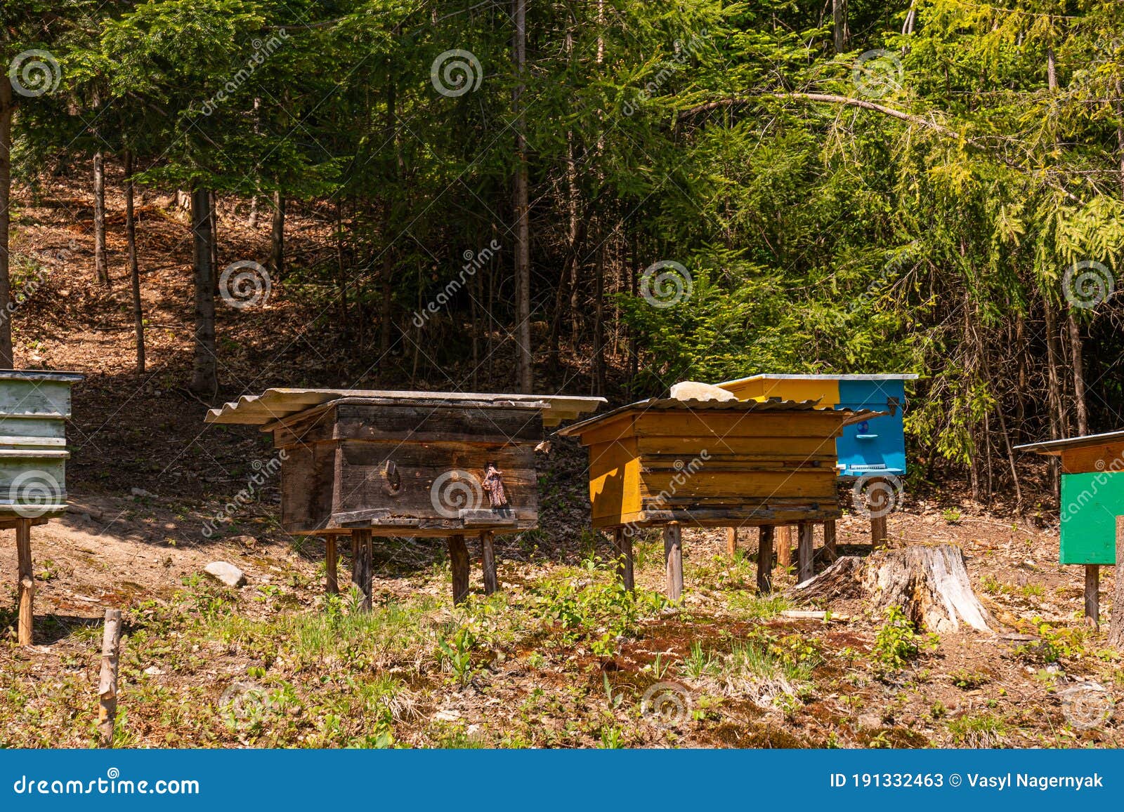 Mountain Honey. Traditional Beekeeping in the Pine Forest Stock Image ...