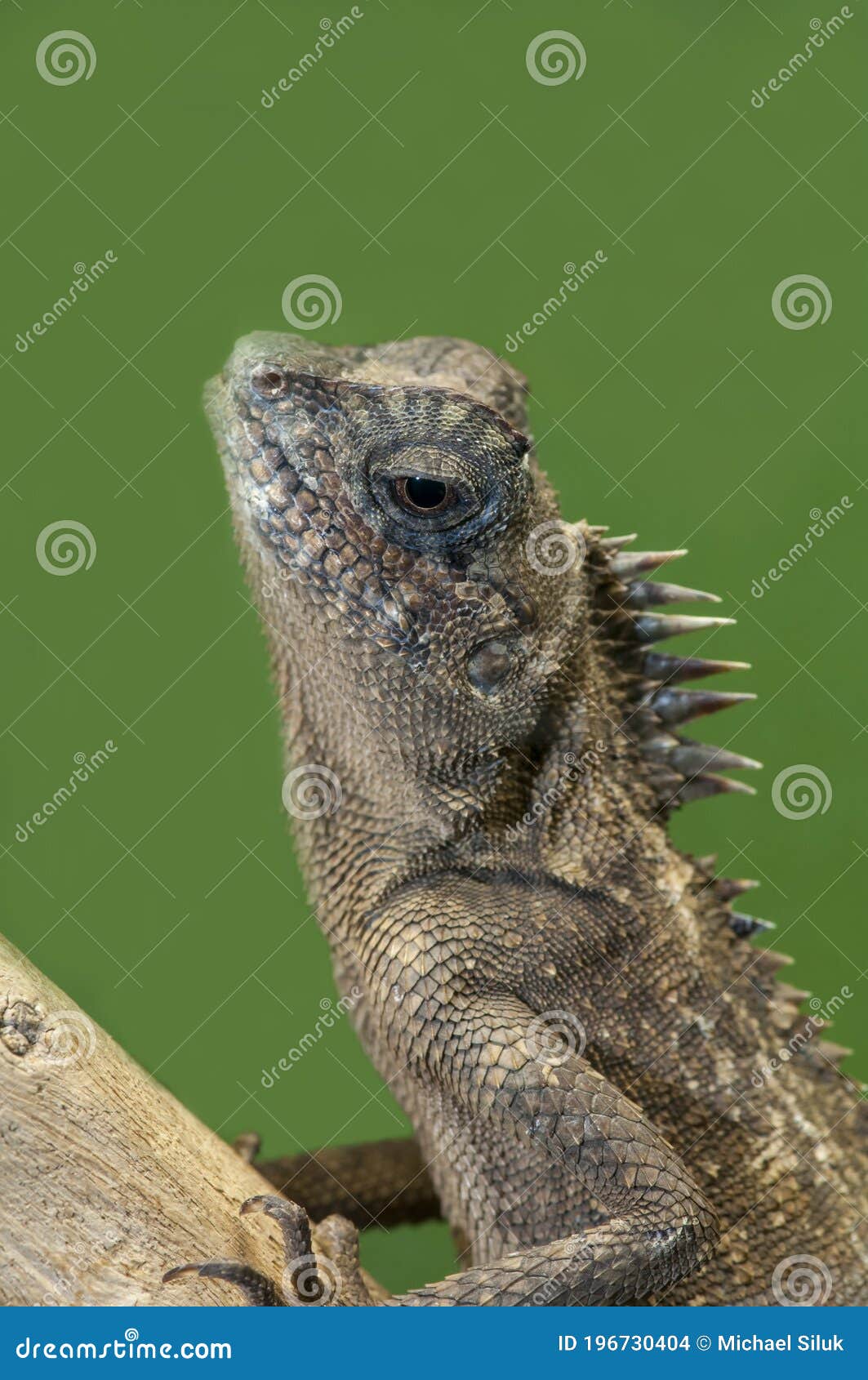 Mountain Horn Lizard with Green Background Stock Photo - Image of ...