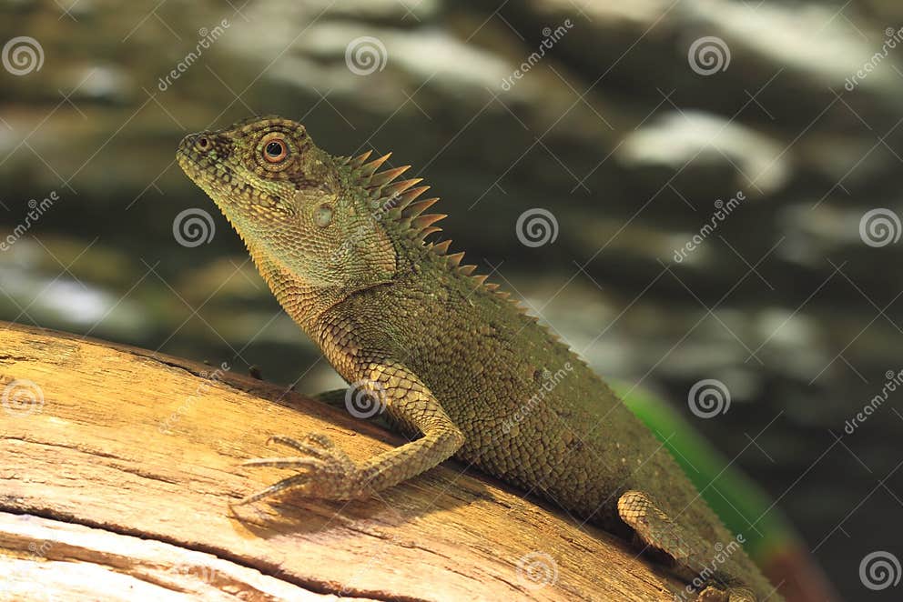 Mountain horned dragon stock image. Image of animal, nature - 27148075