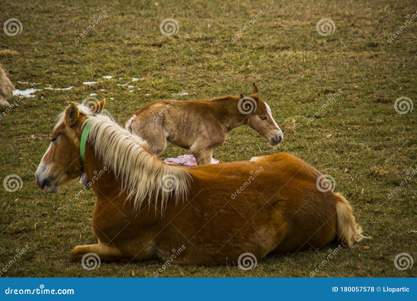 Mountain Horse in La Cerdanya, Pyrenees, Spain Stock Photo - Image of ...