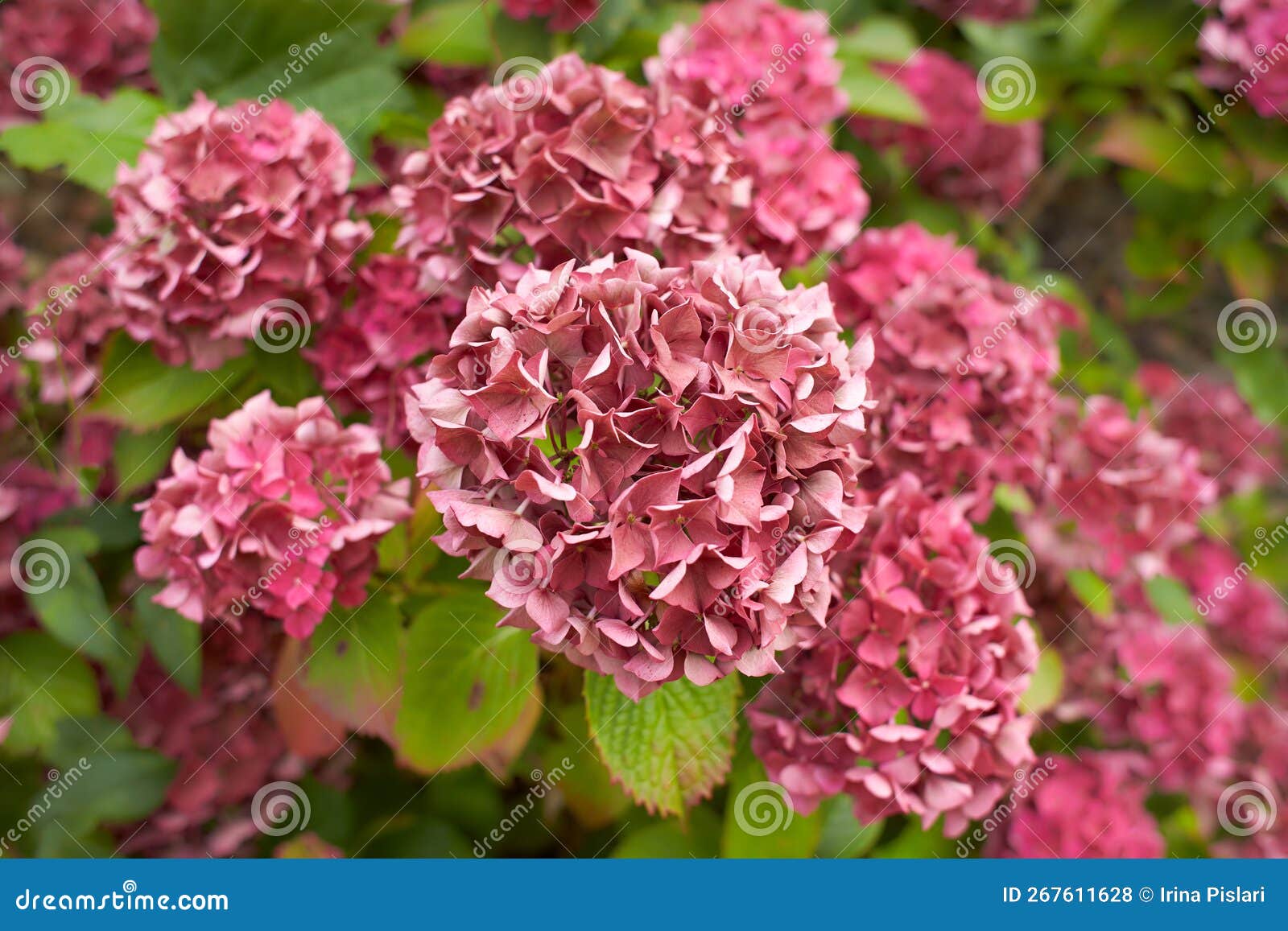 Mountain Hydrangea (Hydrangea Serrata) Blossoms in the Garden. Stock ...