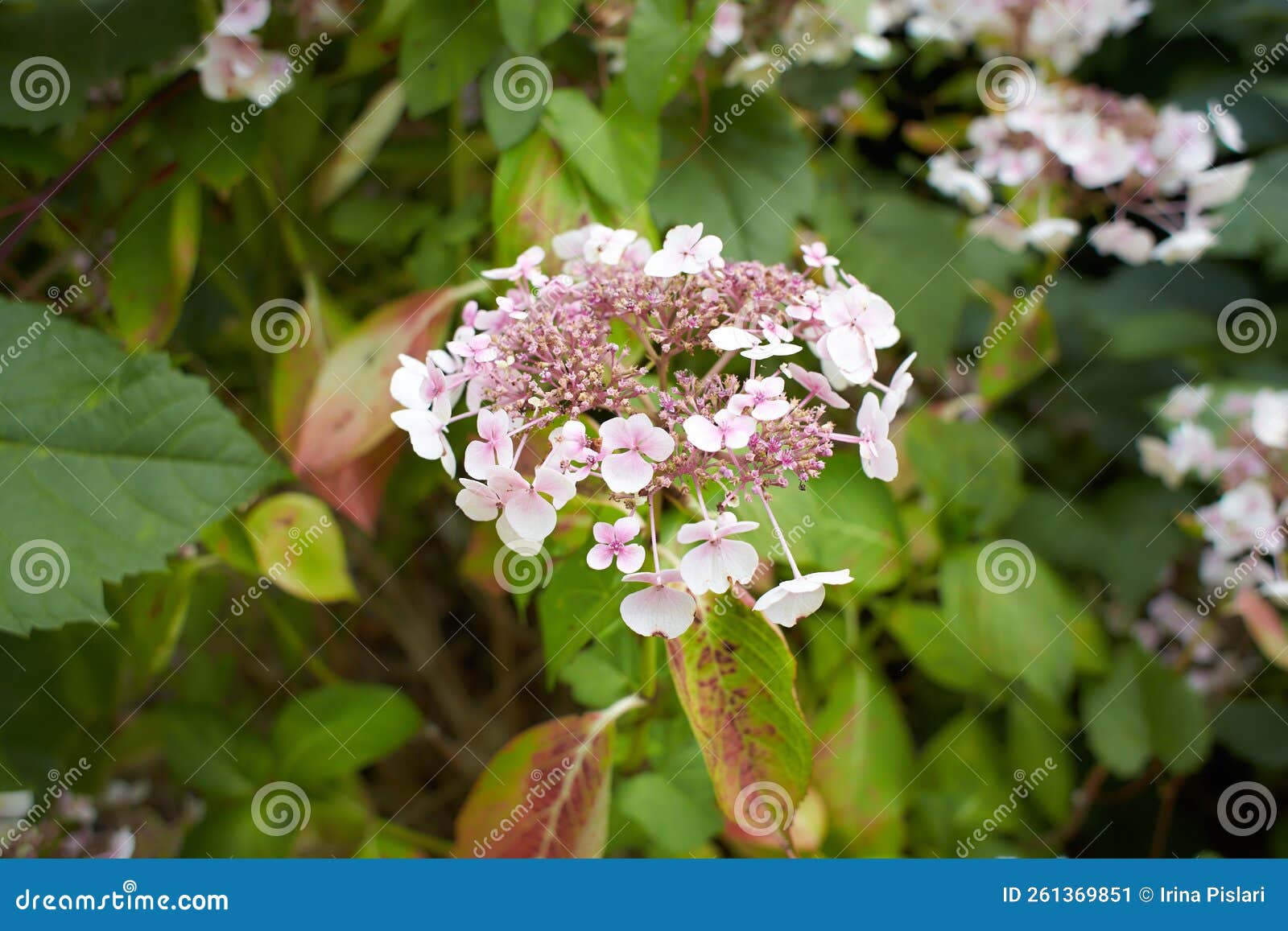 Mountain Hydrangea (Hydrangea Serrata) Blossoms in the Garden. Stock ...