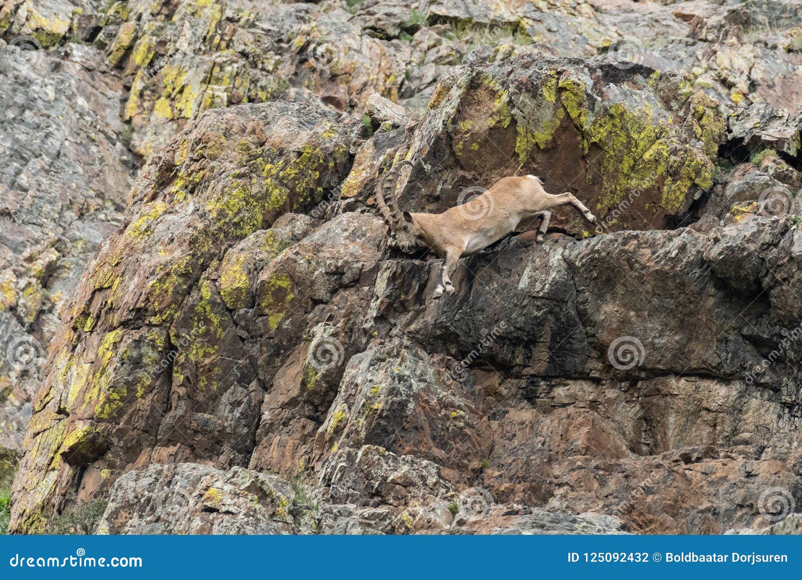 Mountain Ibex jumping stock photo. Image of young, mongolian - 125092432