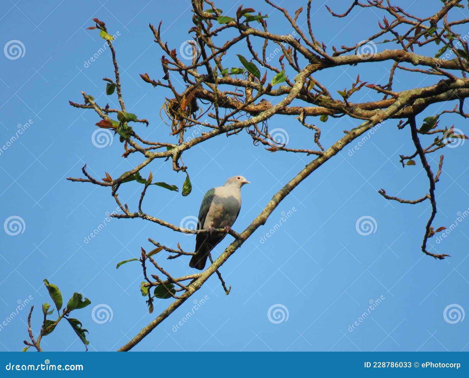 Mountain Imperial Pigeon, Ducula Badia, Nameri Tiger Reserve Stock ...