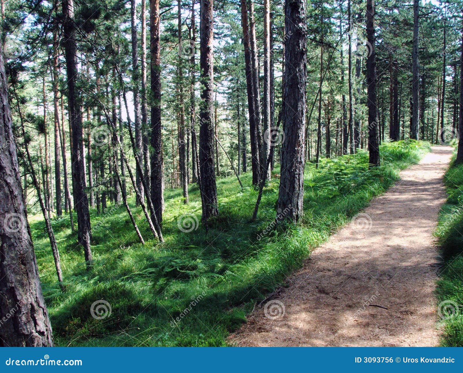 Mountain Jogging Track in Summer at Tara Mountain Stock Photo - Image ...