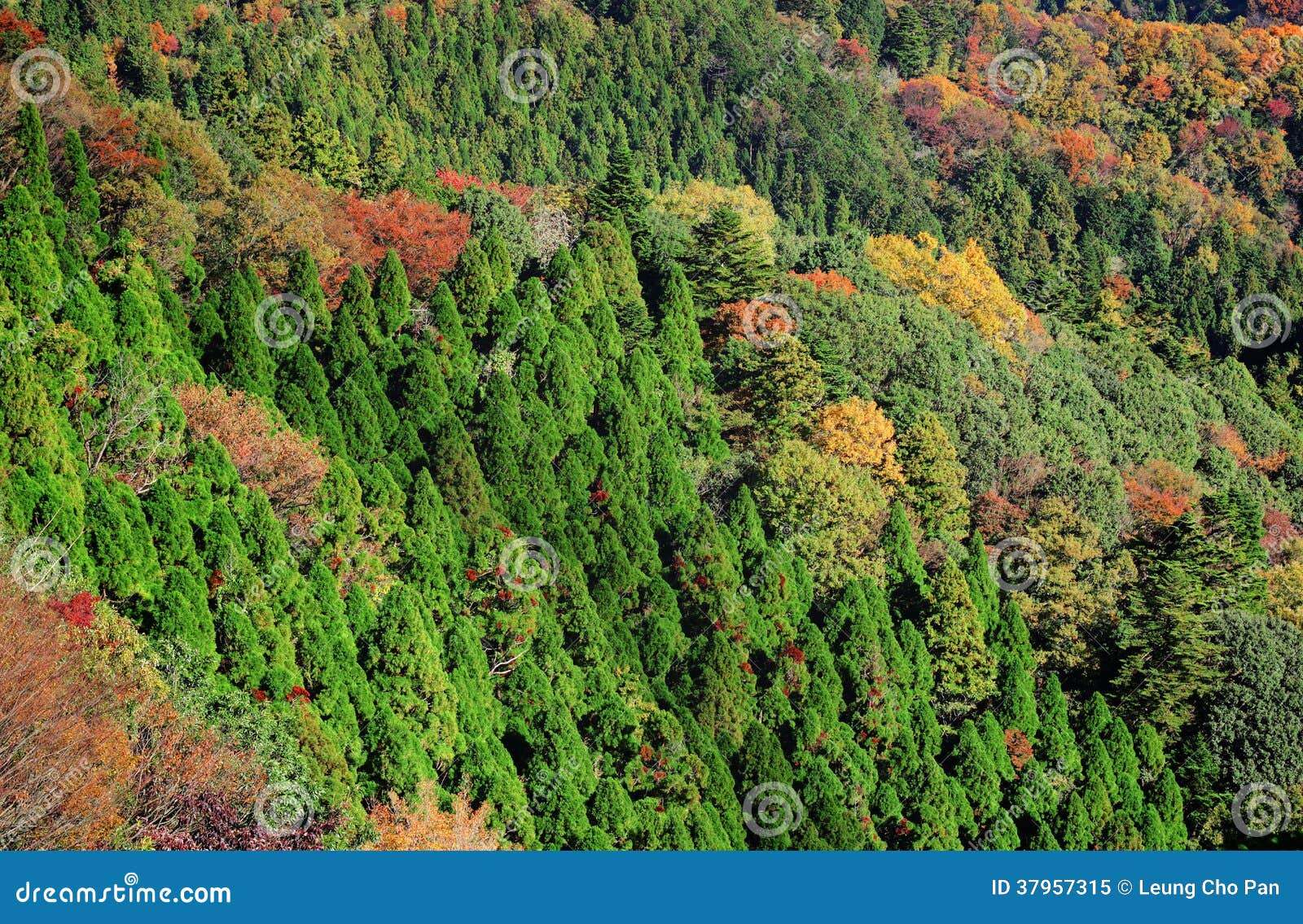 Mountain jungle in Autumn stock image. Image of view - 37957315