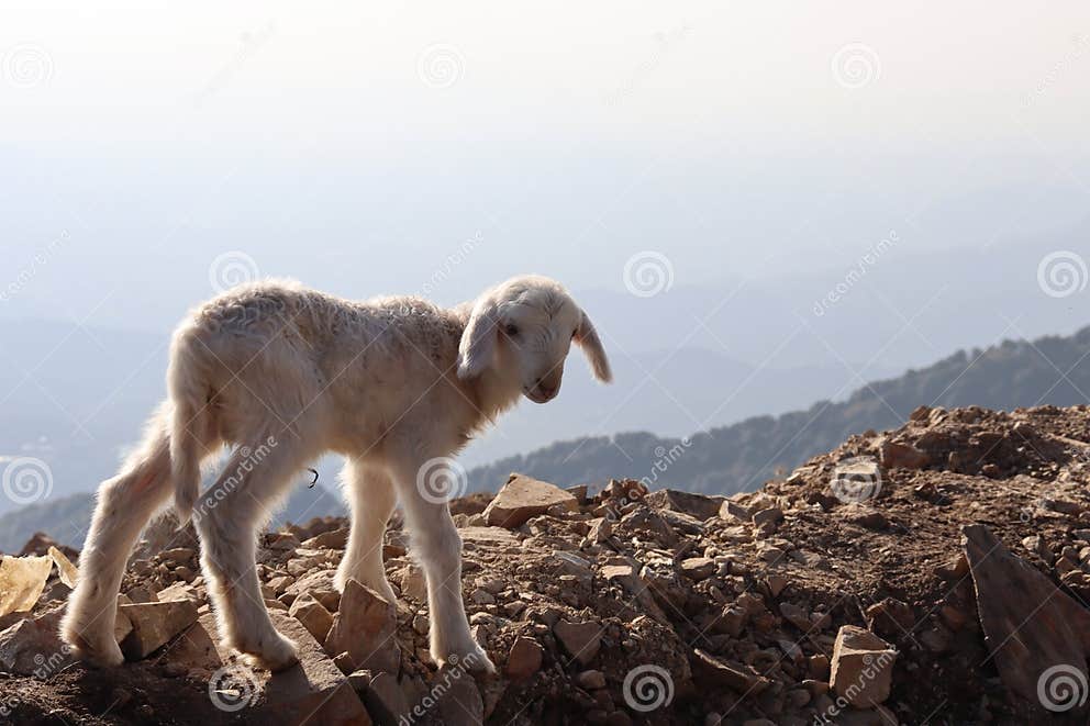 Mountain Lamb Exploring the World Stock Image - Image of holidays ...