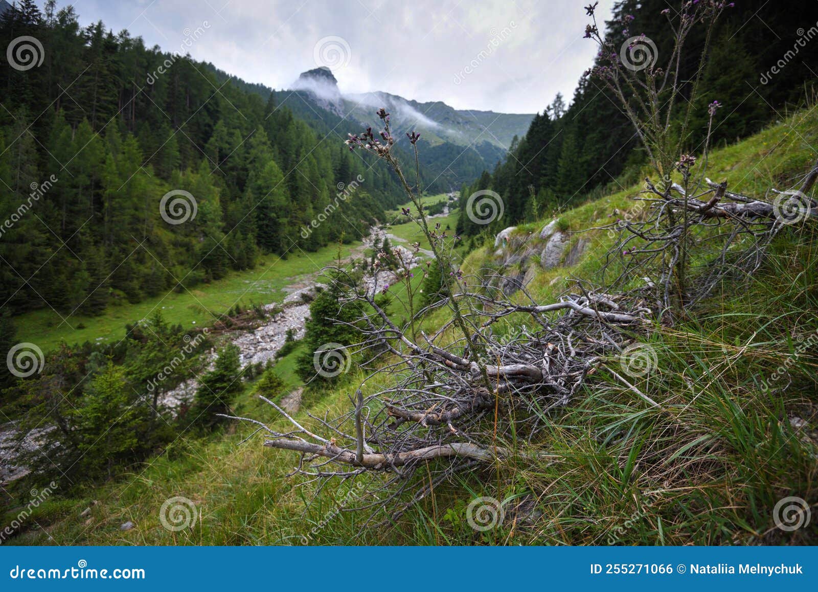Mountain Landscape. Alpine Slope with Dry Scrub Stock Photo - Image of ...