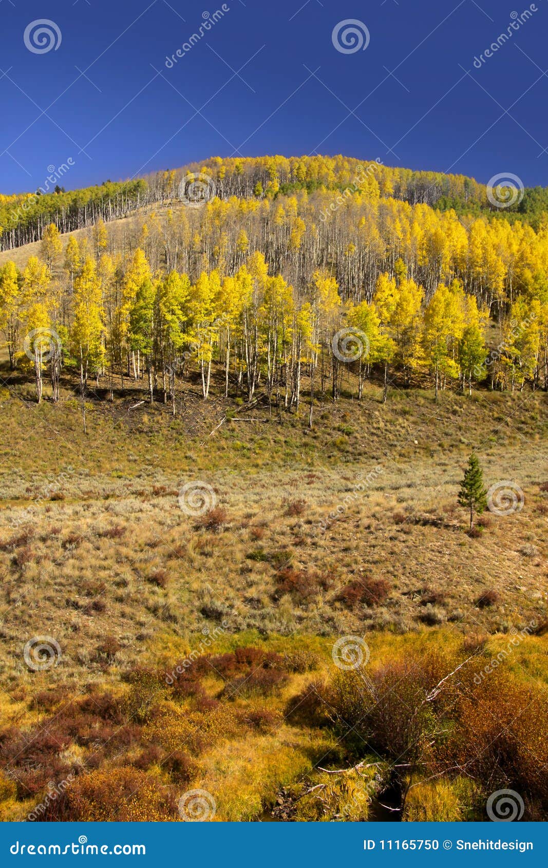 Mountain Landscape in Colorado Stock Photo - Image of rock, pine: 11165750