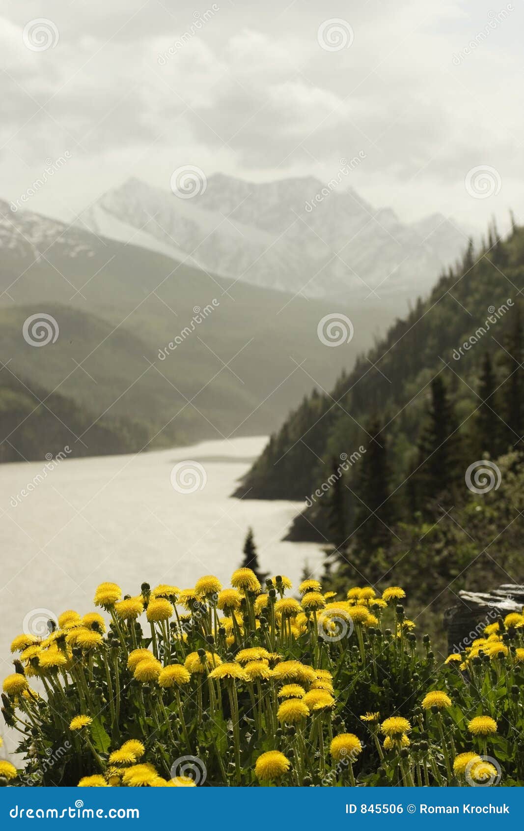 Mountain Landscape with Dandelions Stock Photo - Image of cloud ...