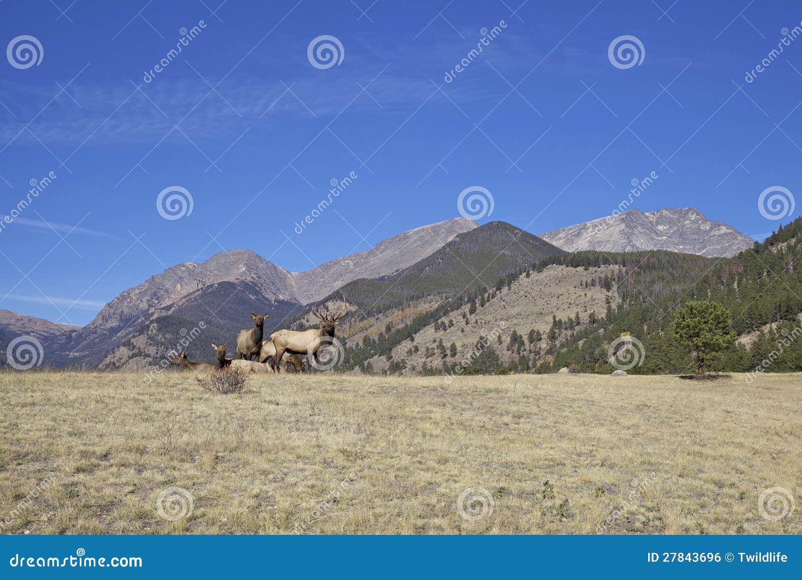 Mountain Landscape and Elk stock photo. Image of wildlife - 27843696