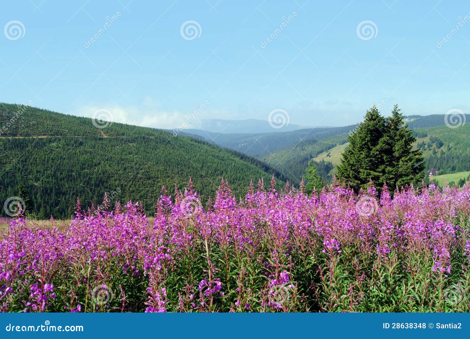 Mountain Landscape with Fireweed Stock Photo - Image of summer ...