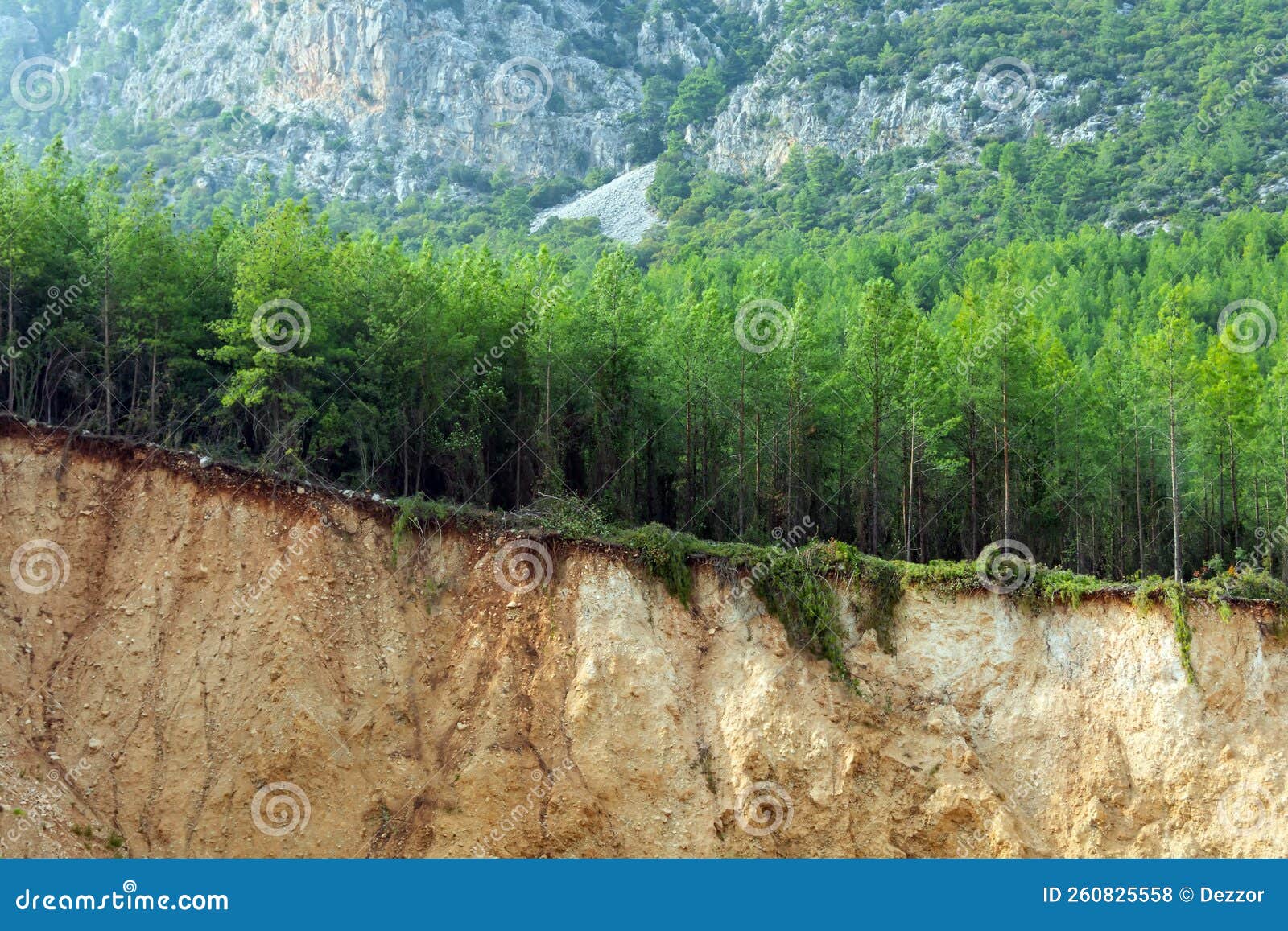 Mountain Landscape with Forest Coniferous Vegetation and a Section of ...