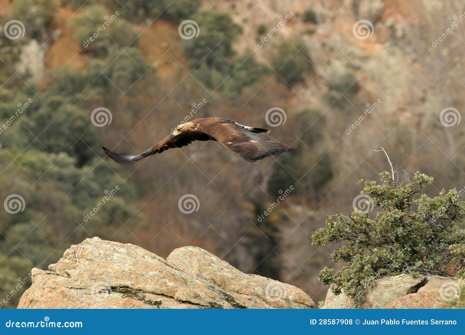 Mountain Landscape with Golden Eagles Flying Stock Photo - Image of ...