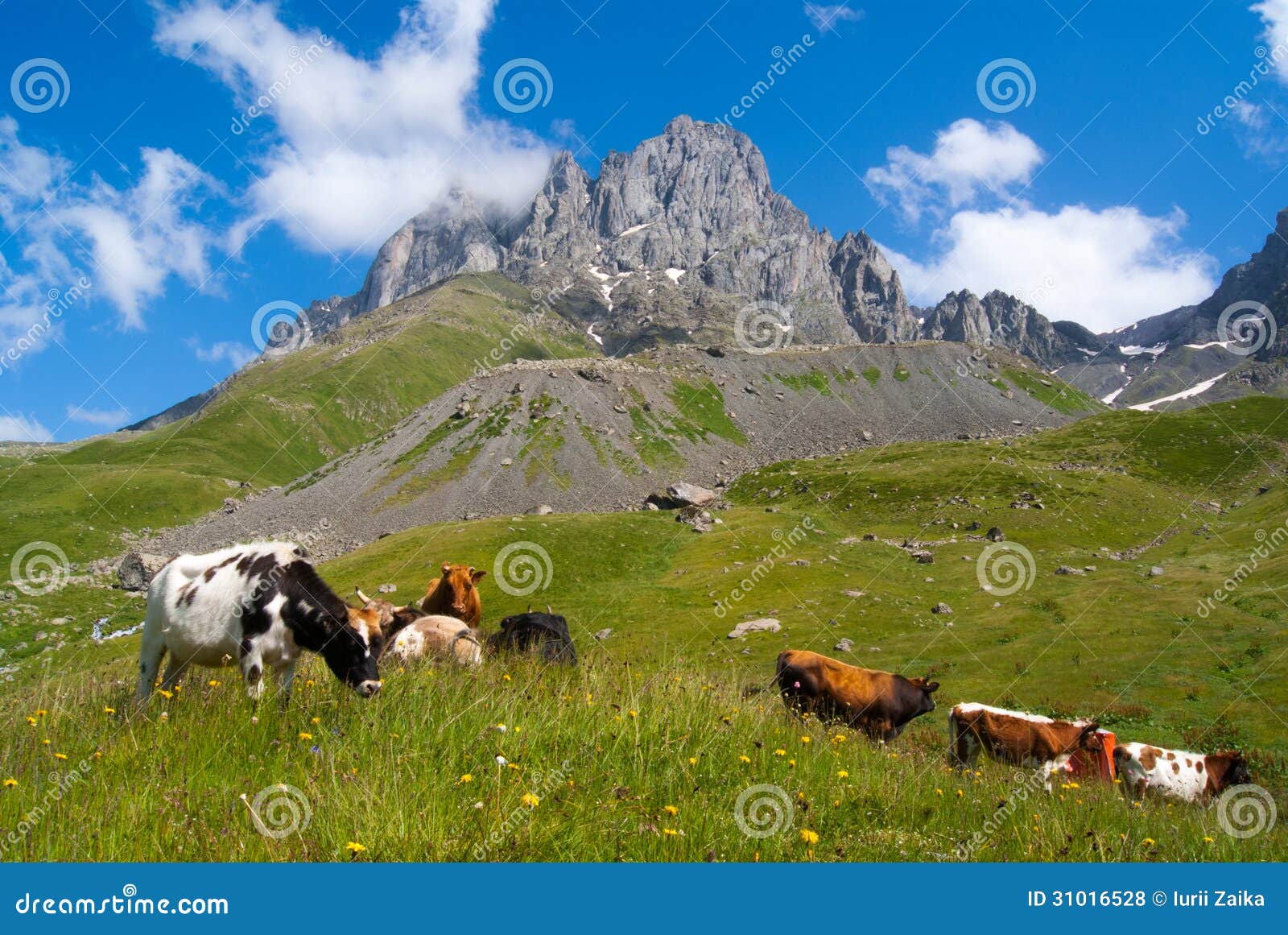 Mountain Landscape with Grazing Cows Stock Photo - Image of mountains ...