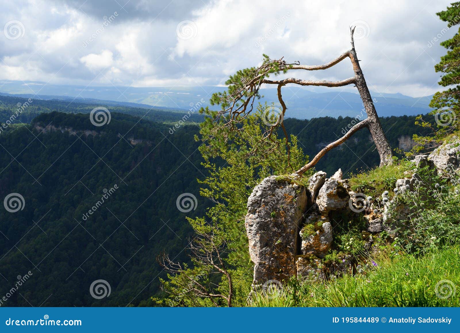 Mountain Landscape with Broken Pine Stock Image - Image of landscape ...