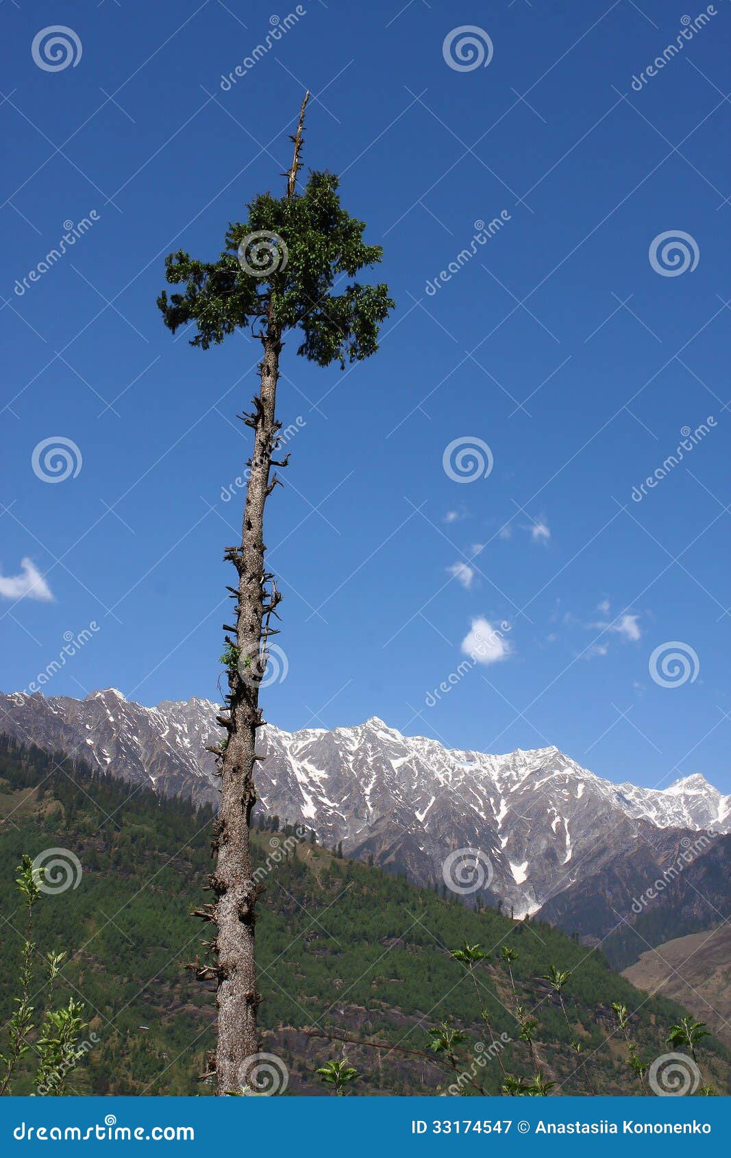 Mountain Landscape - Pine Tree in the Himalayas Stock Image - Image of ...