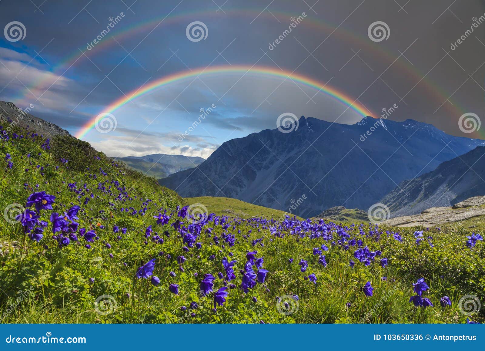 Mountain Landscape with a Rainbow Over Flowers Stock Photo - Image of ...