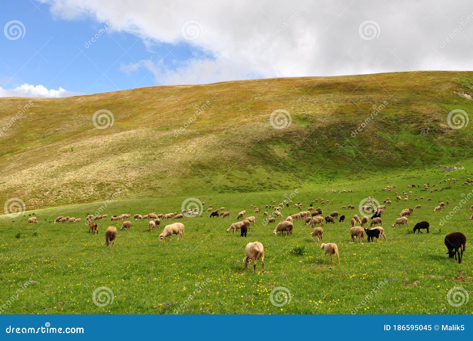 Mountain Landscape with Sheep Stock Image - Image of field, sheep ...