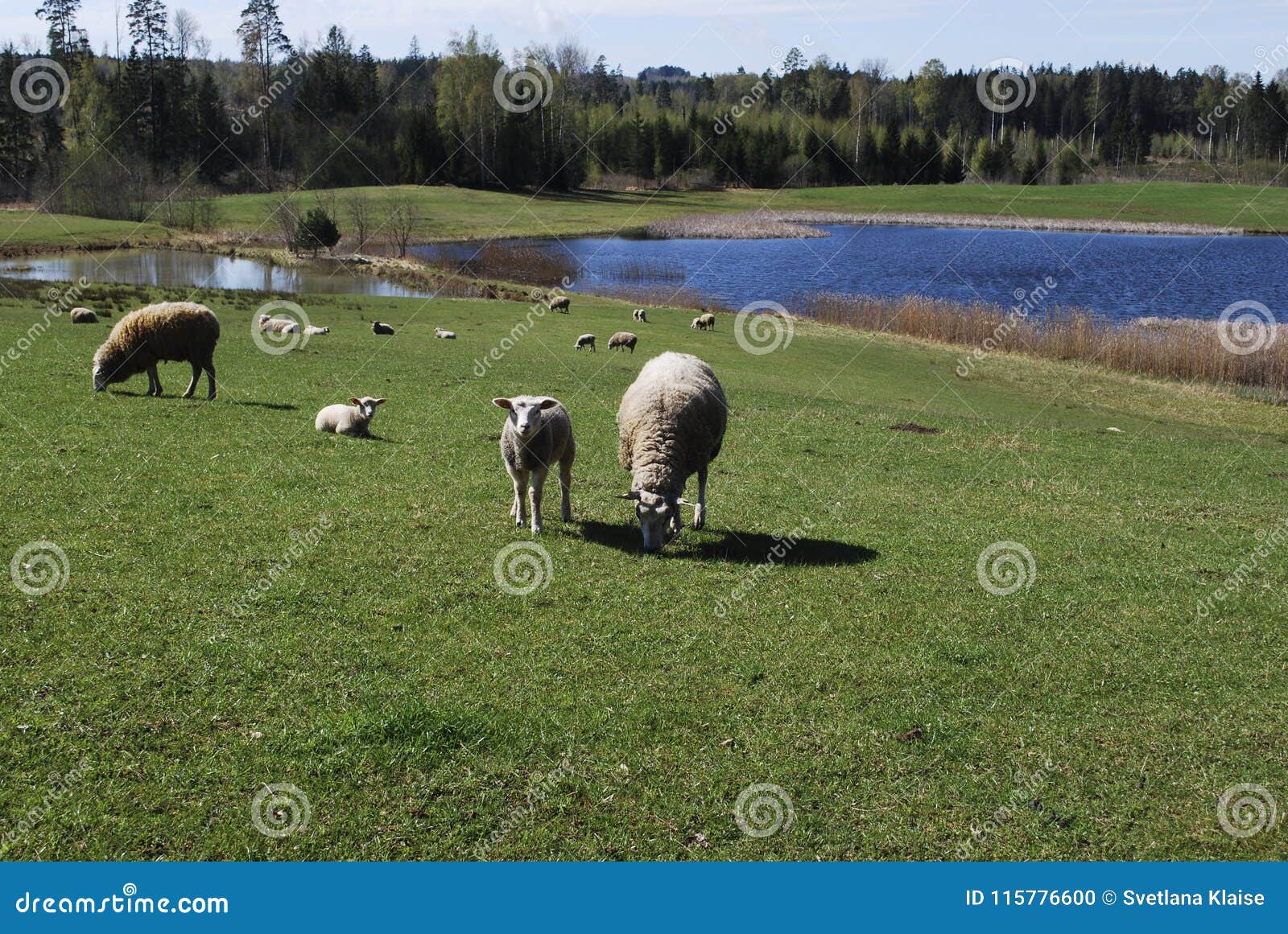 Sheep Graze Above Sea Cliffs At Cill Rialaig Artists Colony Stock Photo ...