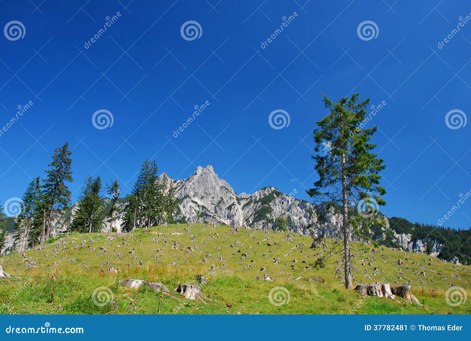Mountain Landscape with Tree Stump Stock Image - Image of outdoor ...