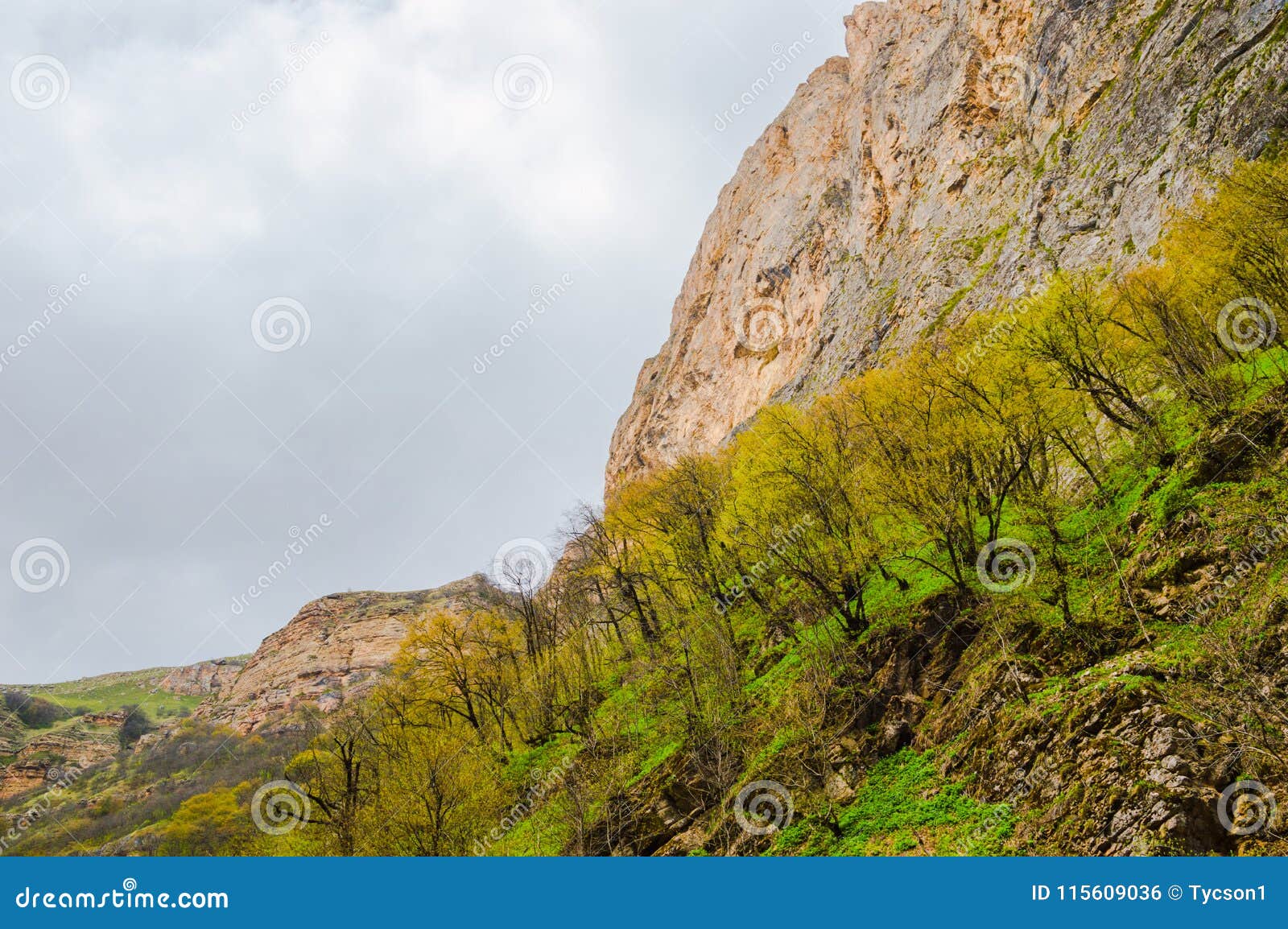 Trees Growing on Steep Slopes Stock Photo - Image of green, cloudless ...