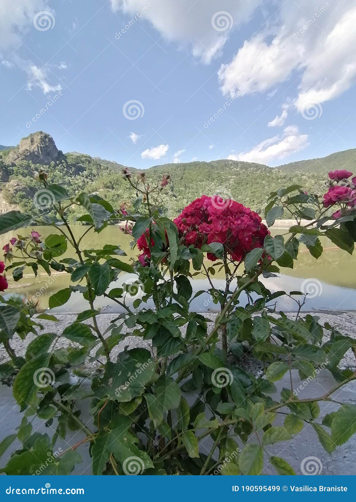 Mountain Landscape View through the Roses Stock Image - Image of ...