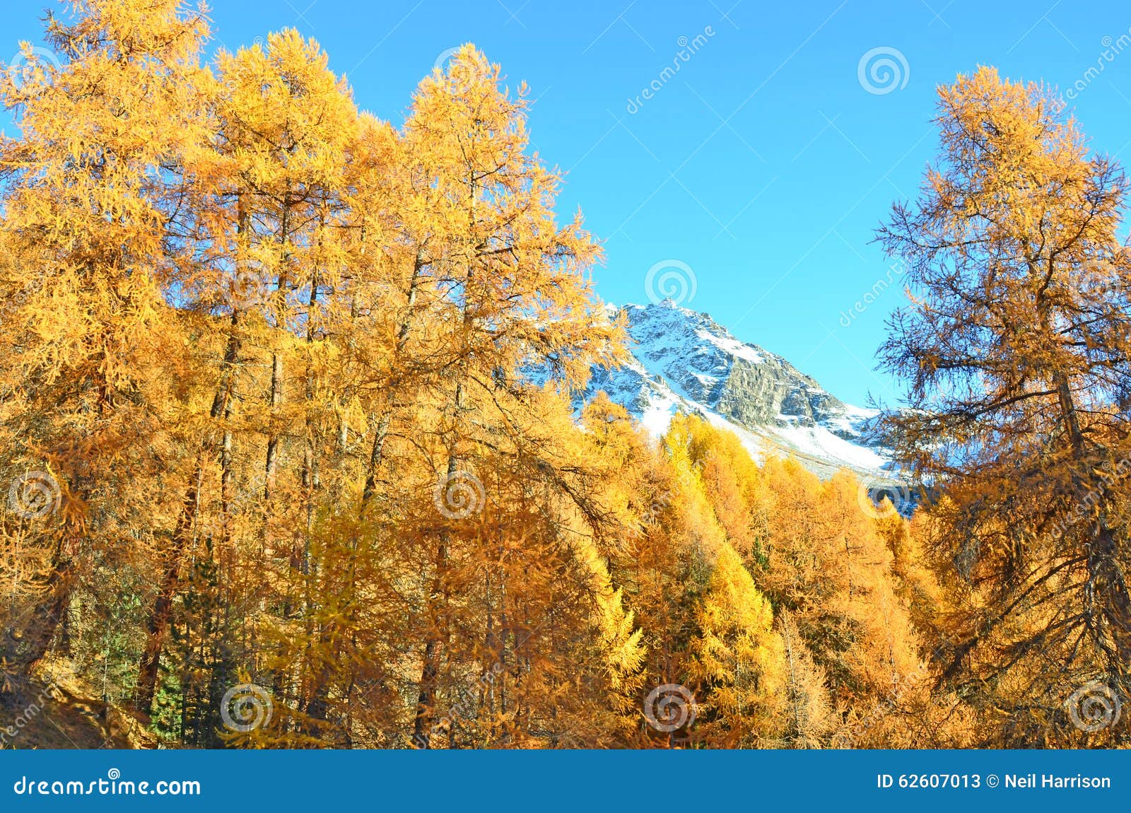 Mountain Larches in the Fall Stock Image - Image of branches, forest ...