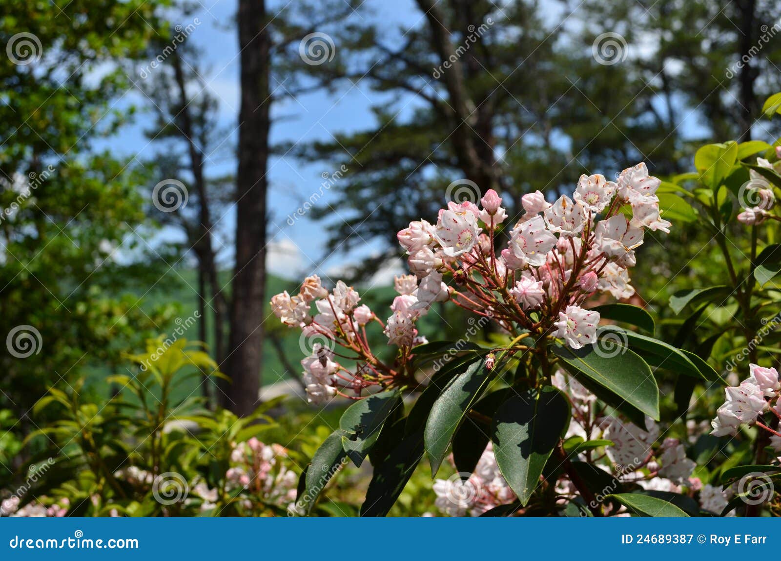 Mountain Laurel stock image. Image of leaves, kalmia - 24689387
