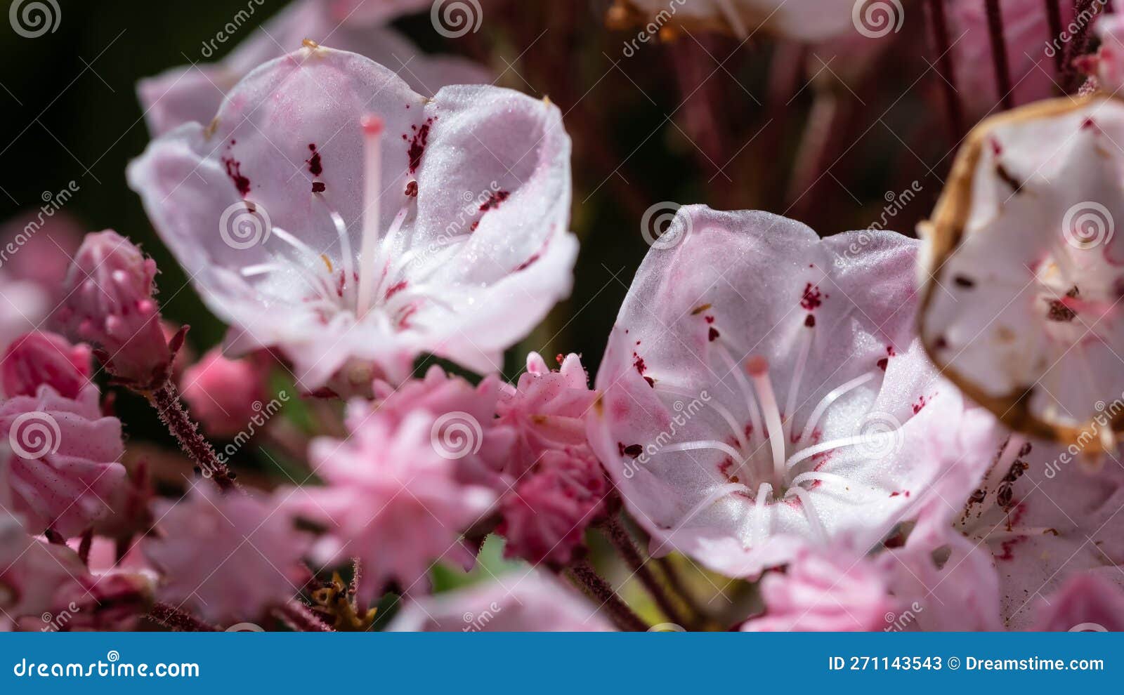 Mountain Laurel Blooming in the Appalachian Spring Stock Image - Image ...