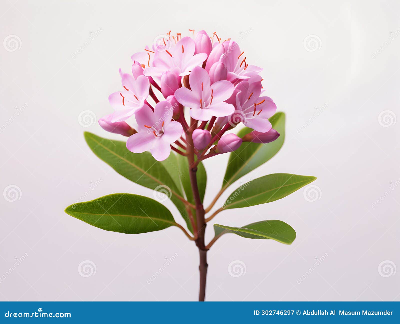 Mountain Laurel Flower in Studio Background, Single Mountain Laurel ...