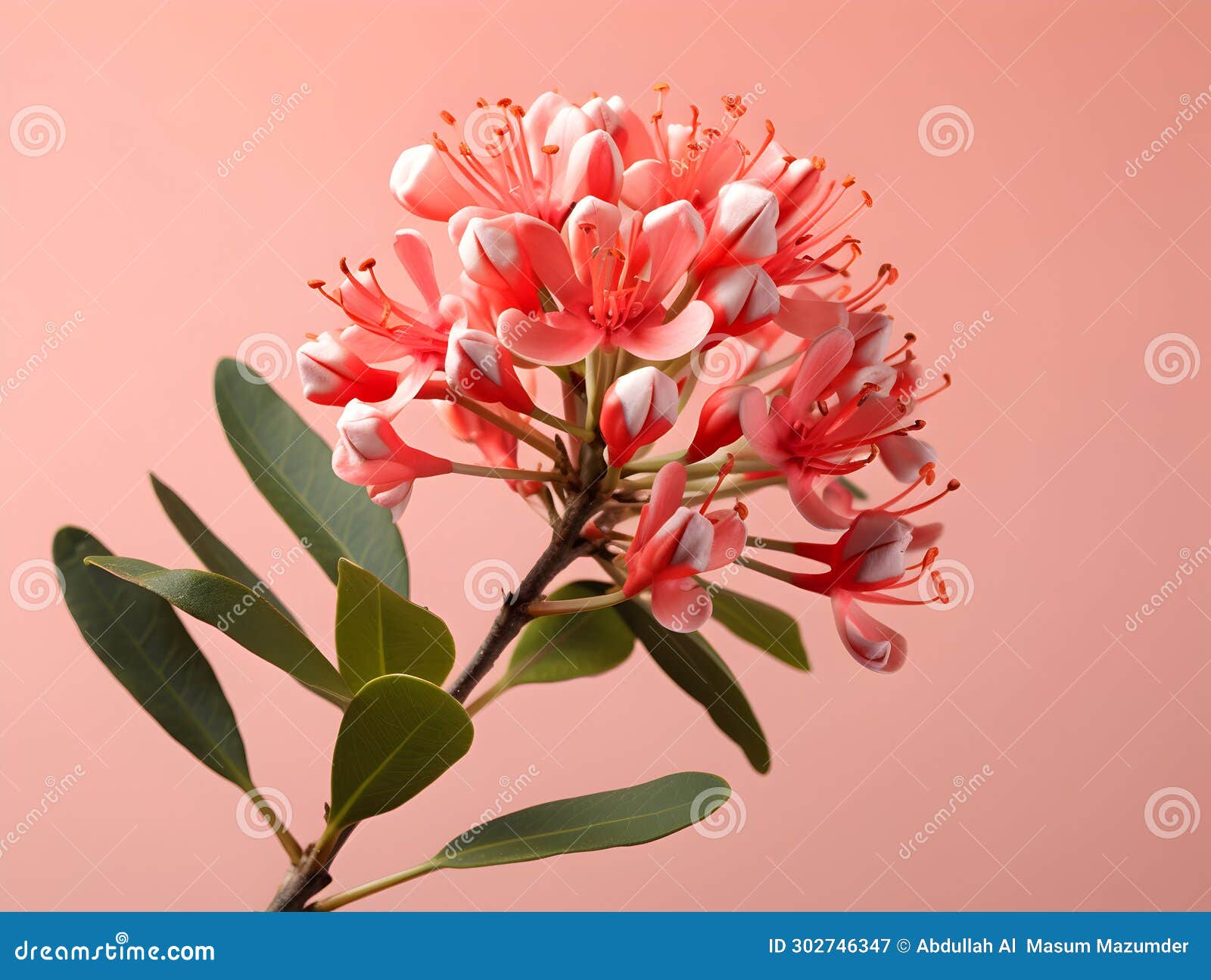 Mountain Laurel Flower in Studio Background, Single Mountain Laurel ...