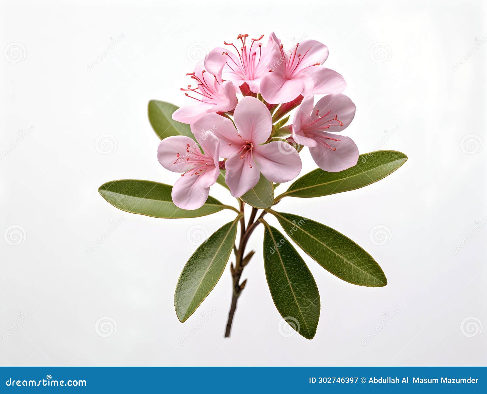 Mountain Laurel Flower in Studio Background, Single Mountain Laurel ...