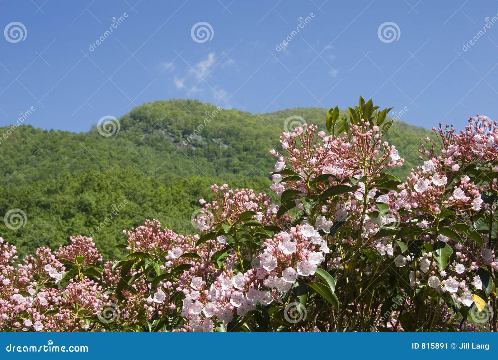 Mountain Laurel Spring Flowers Blooming In Appalachian Mountains Stock ...